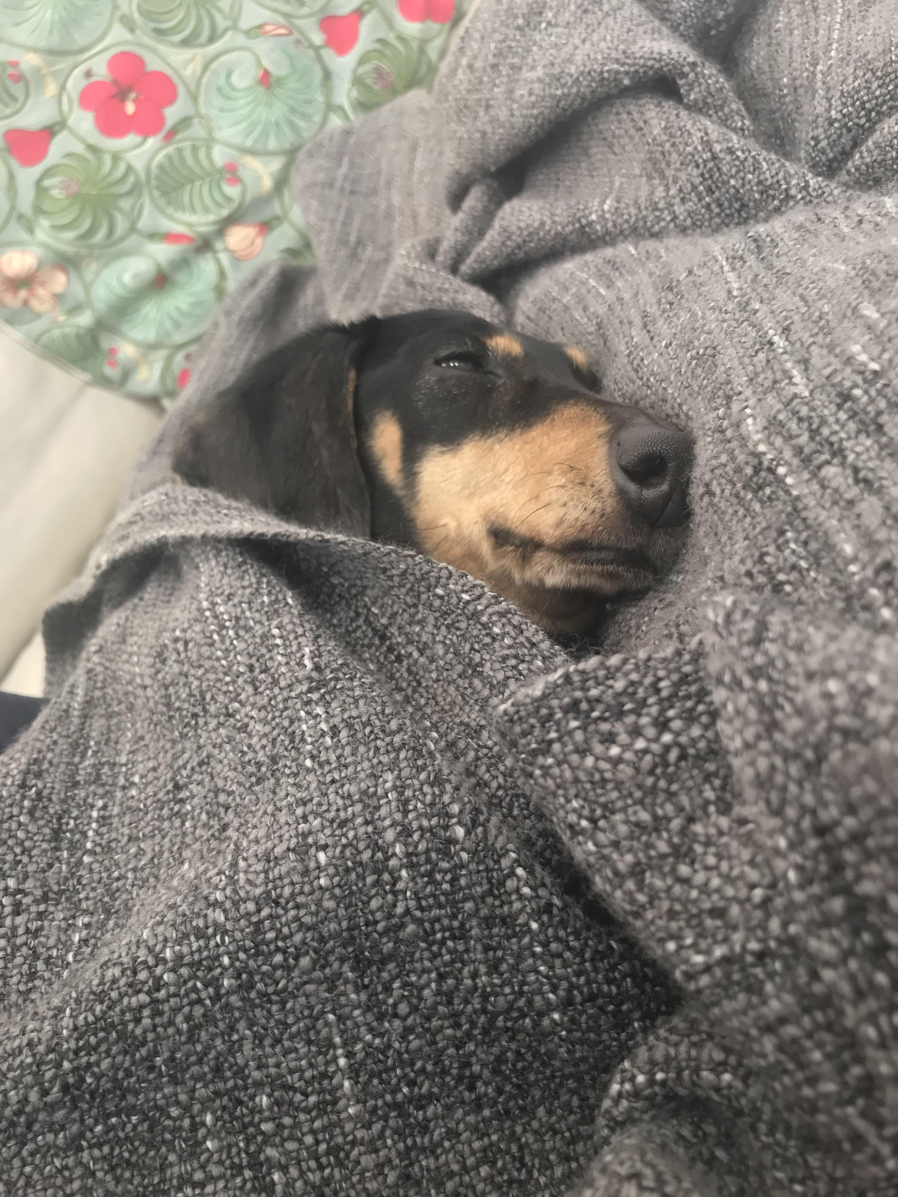 Having a mid afternoon nap | Scrolller