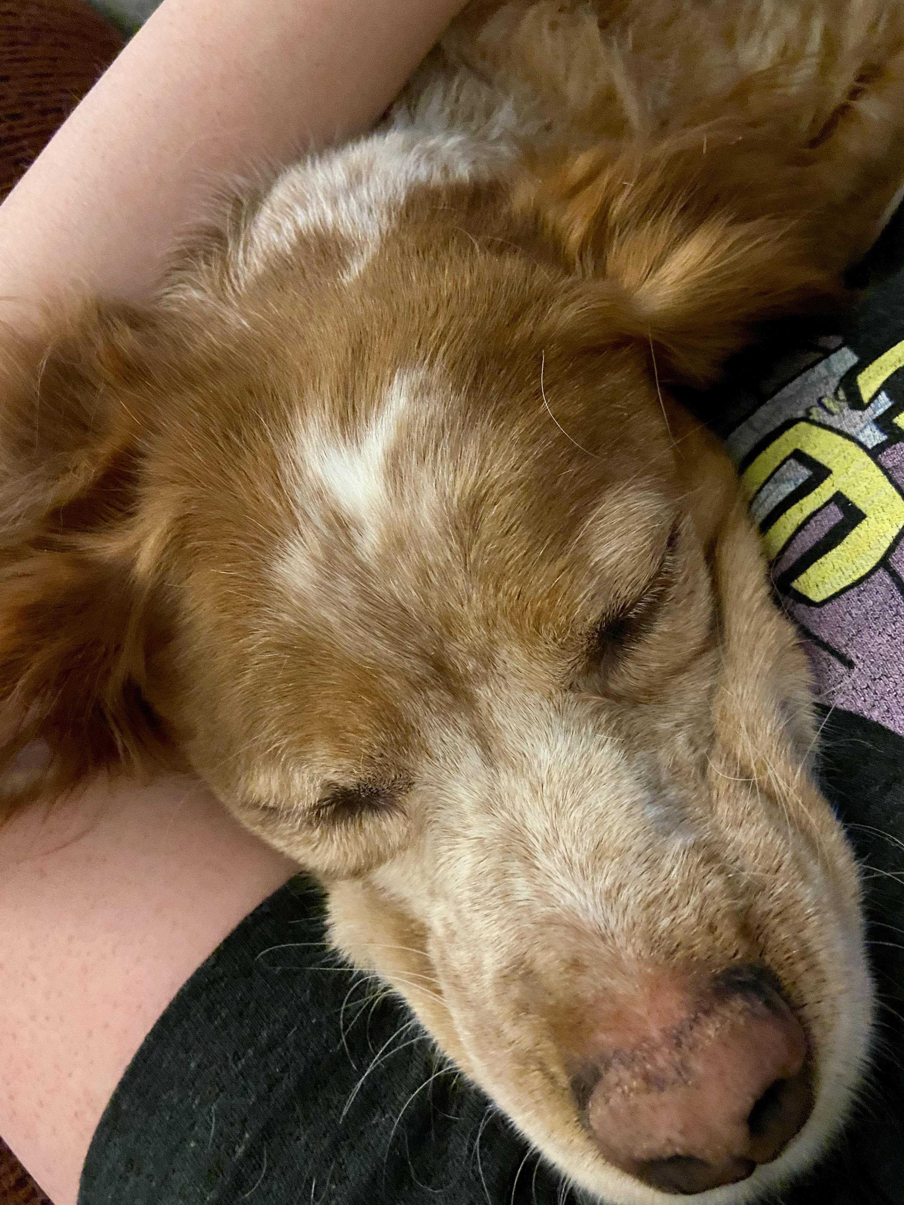 Having a ruff day leads to hard squishy sleeps | Scrolller