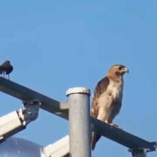 Hawk used Patience, it was super effective [OC] | Scrolller