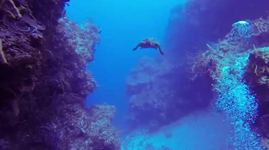 hawksbill turtle cruises by while diving in Cozumel - full video in the ...