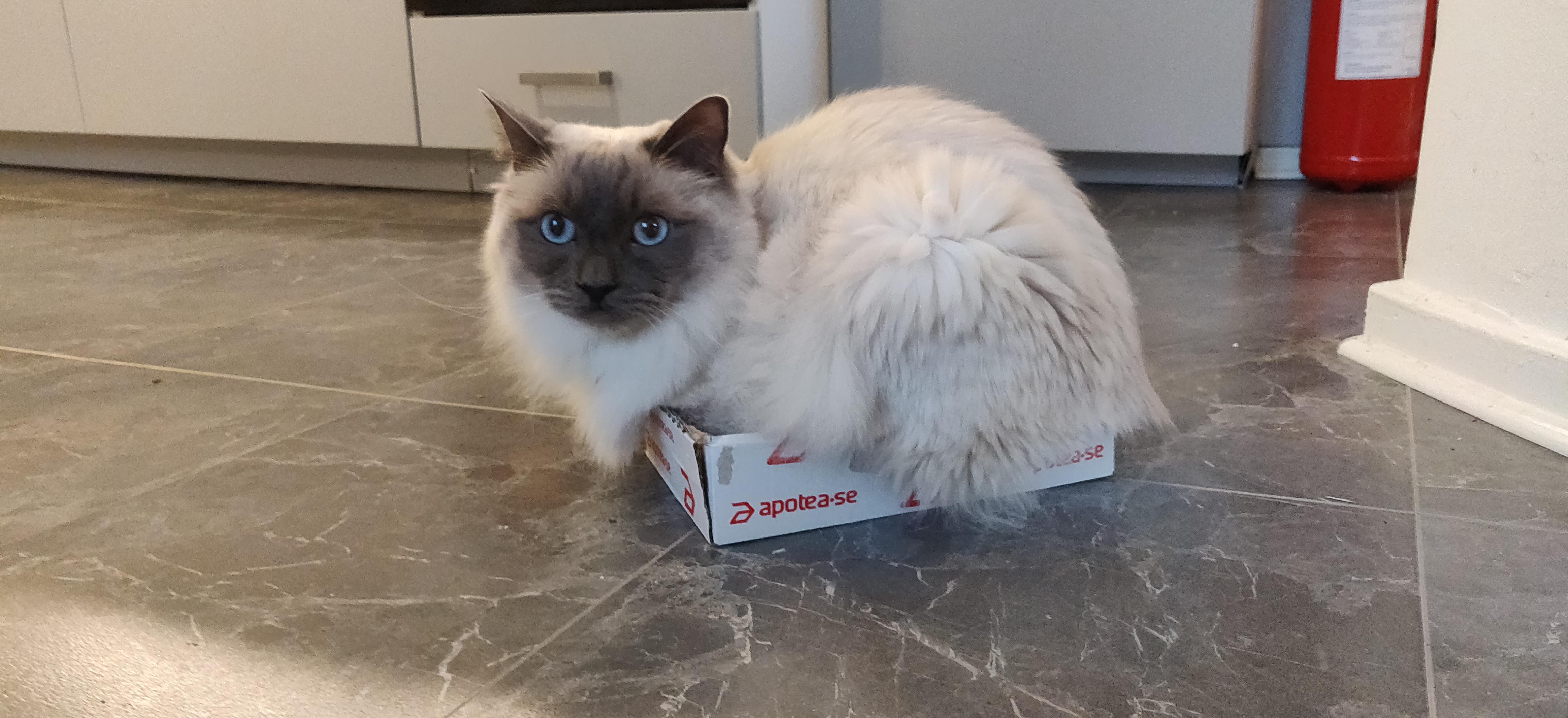 He barely fits in that tight little box | Scrolller