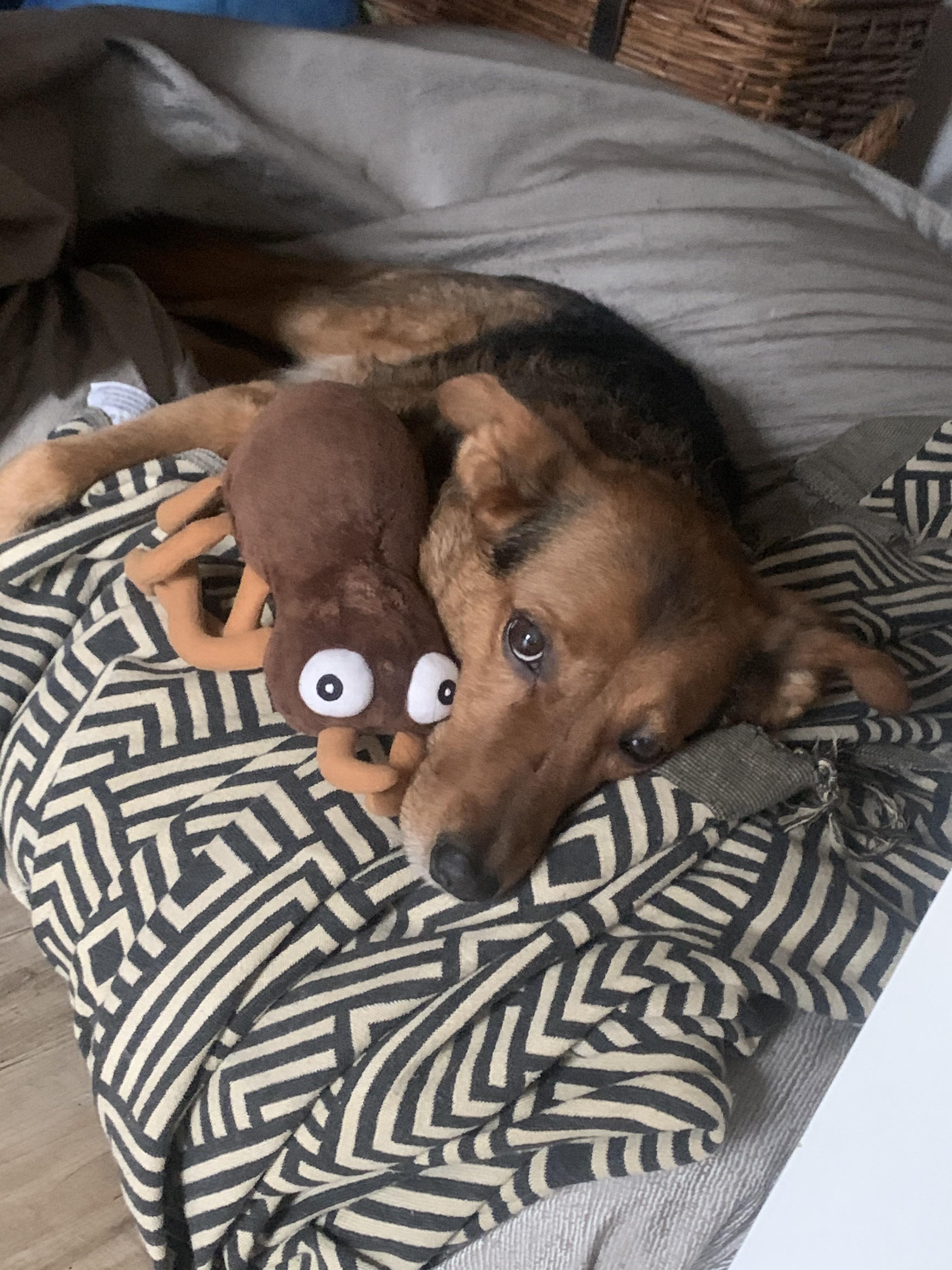 He doesn’t go to sleep without his stuffed tick | Scrolller