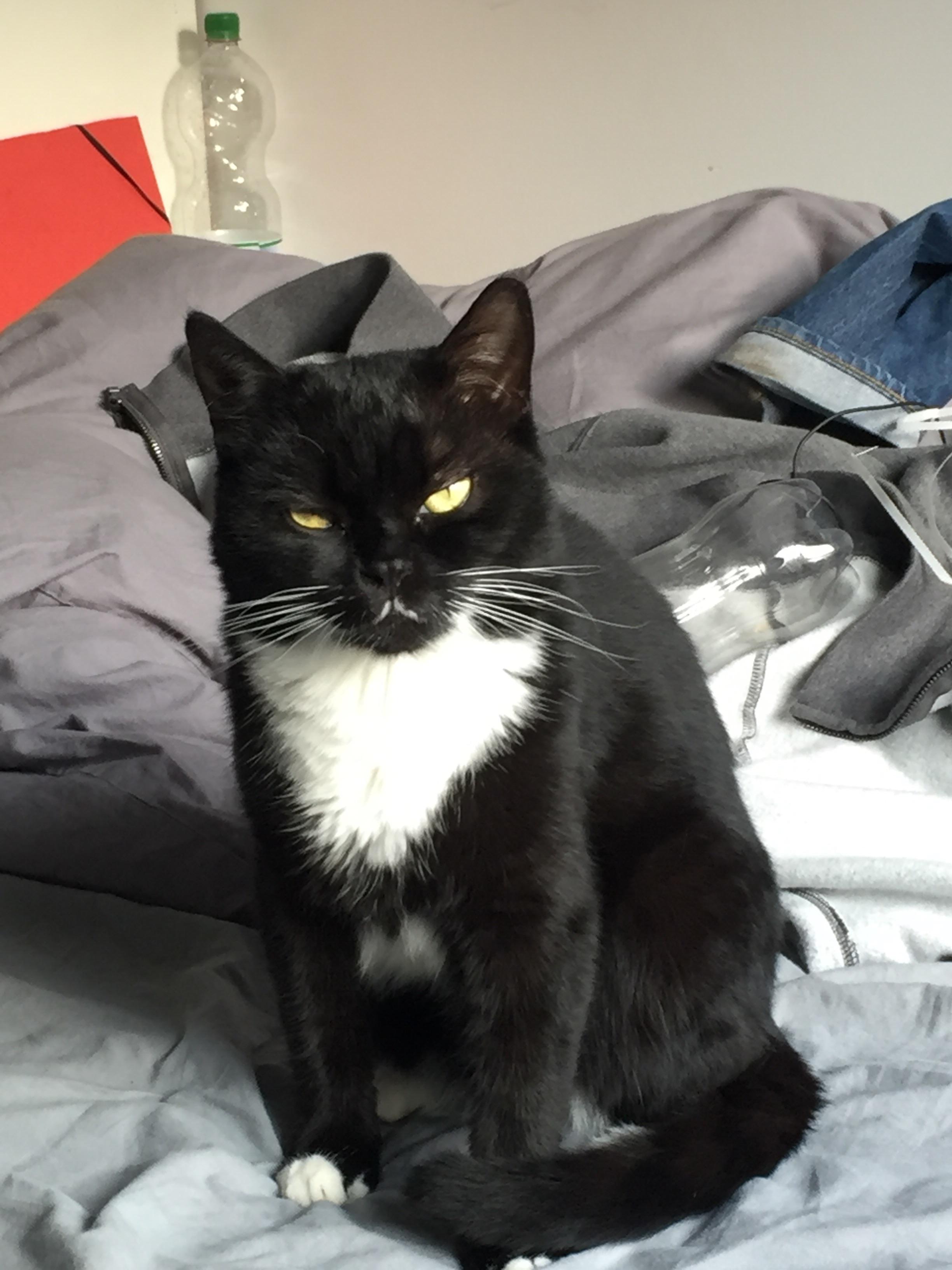 He enjoyed the catnip | Scrolller