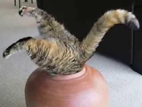 He got stuck | Scrolller