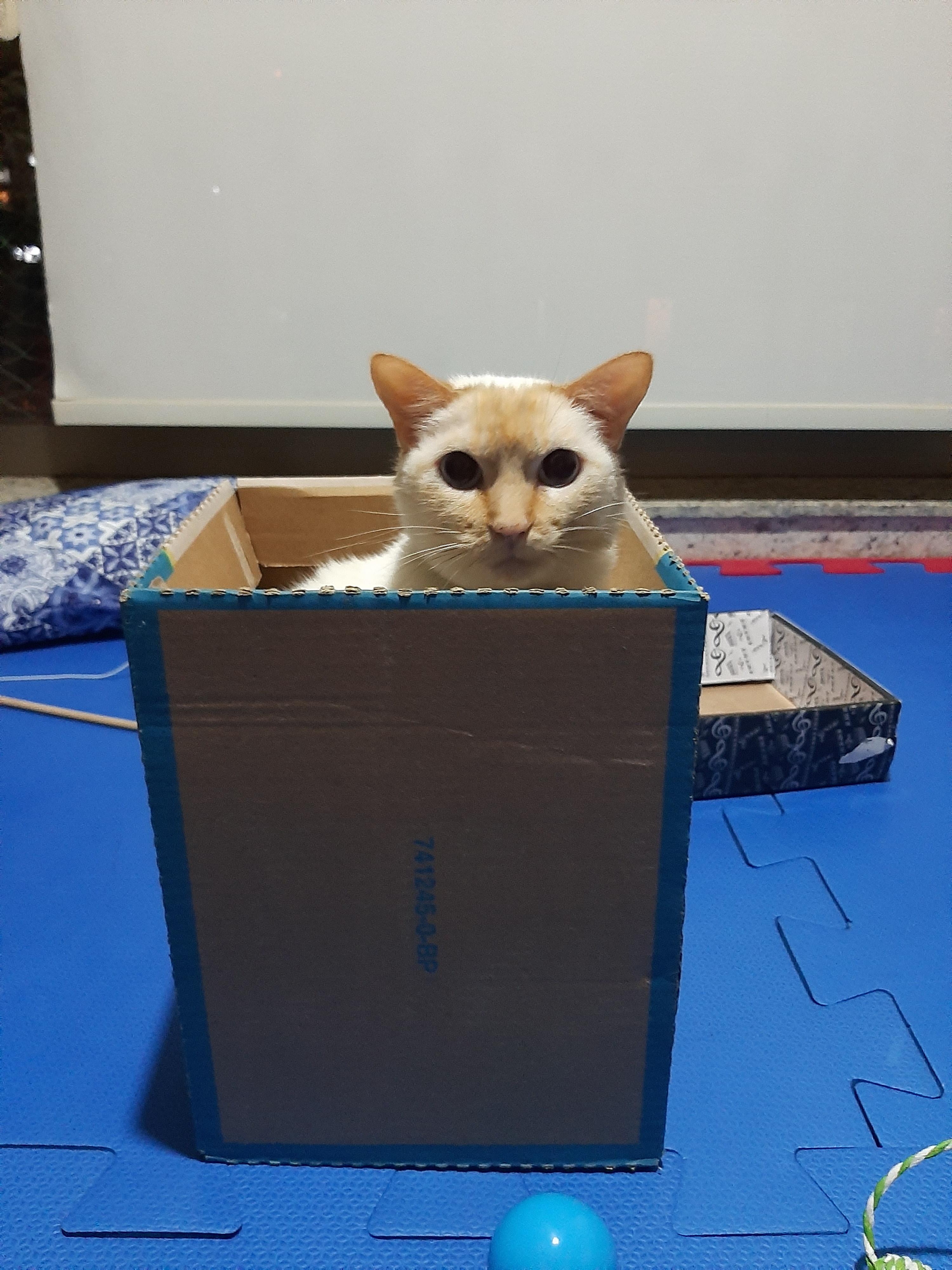 He got stuck in the box | Scrolller