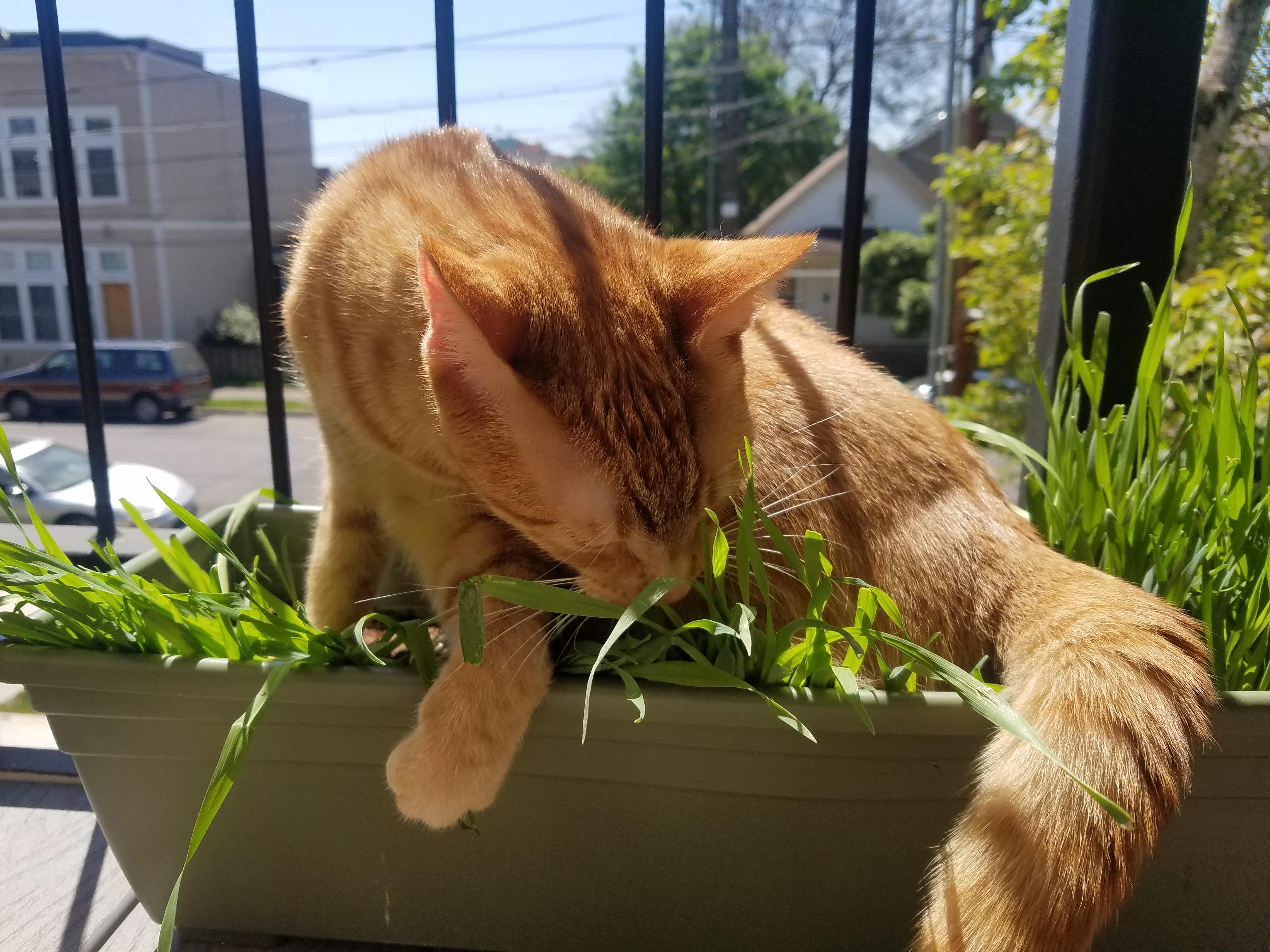 He has become one with the grass | Scrolller