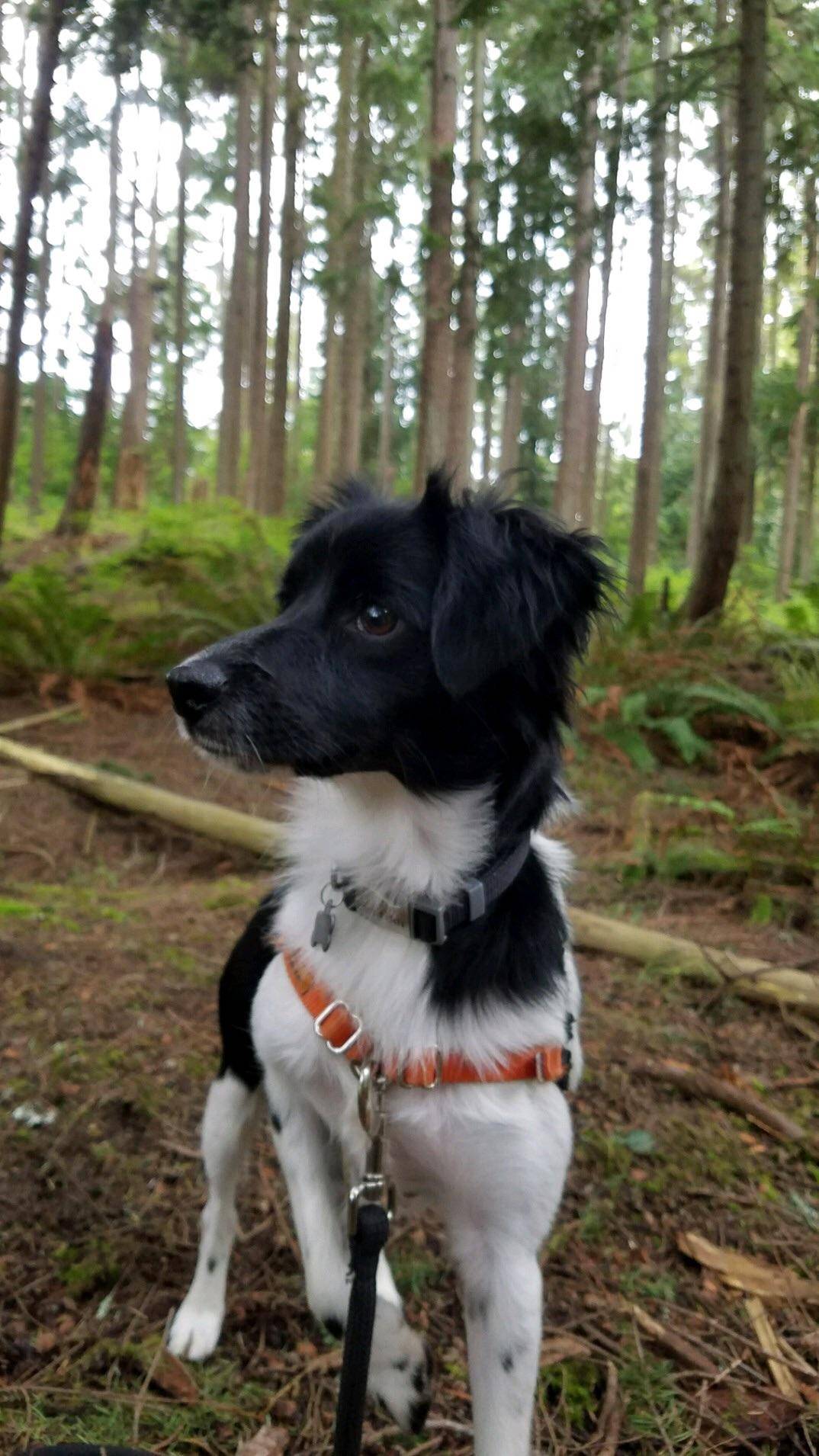 He Loves Going On Forest Walks Scrolller