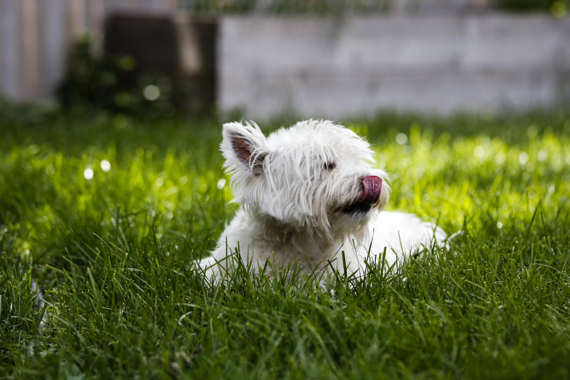 He loves grass. | Scrolller