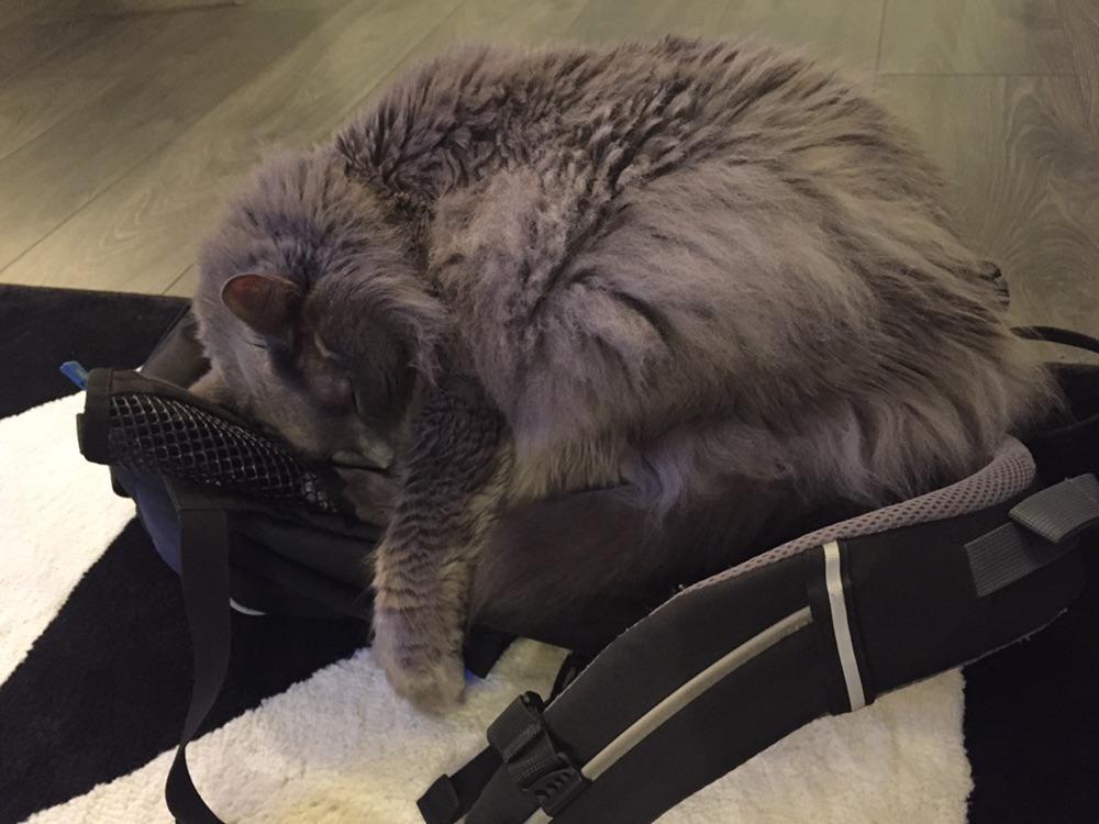 He loves sleeping on my backpack | Scrolller