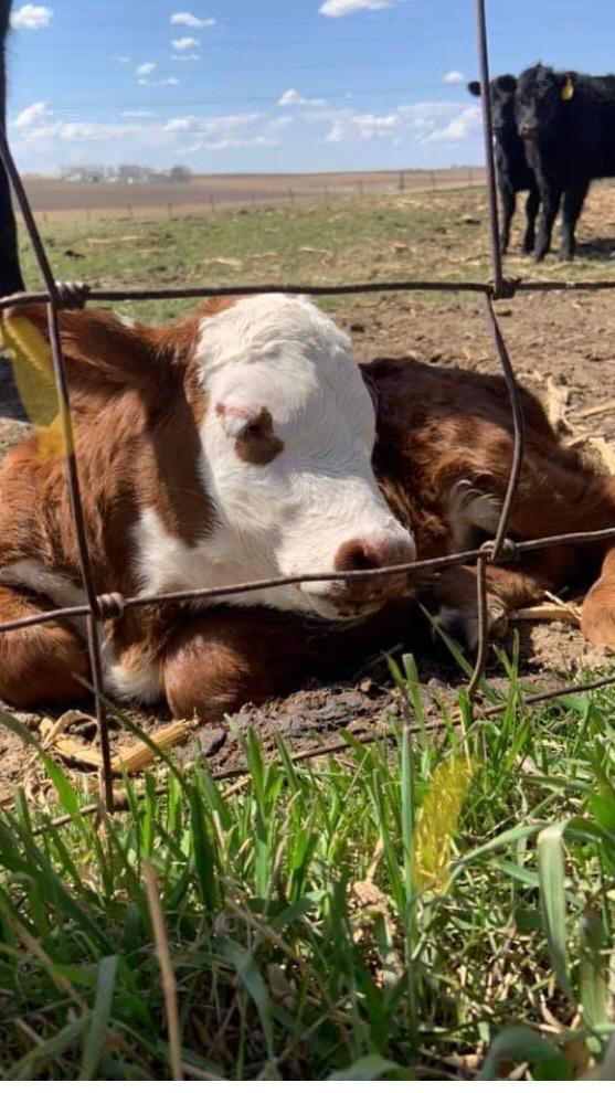 He’s getting bigger already. Black Angus X Hereford. Wife named him Pan. | Scrolller