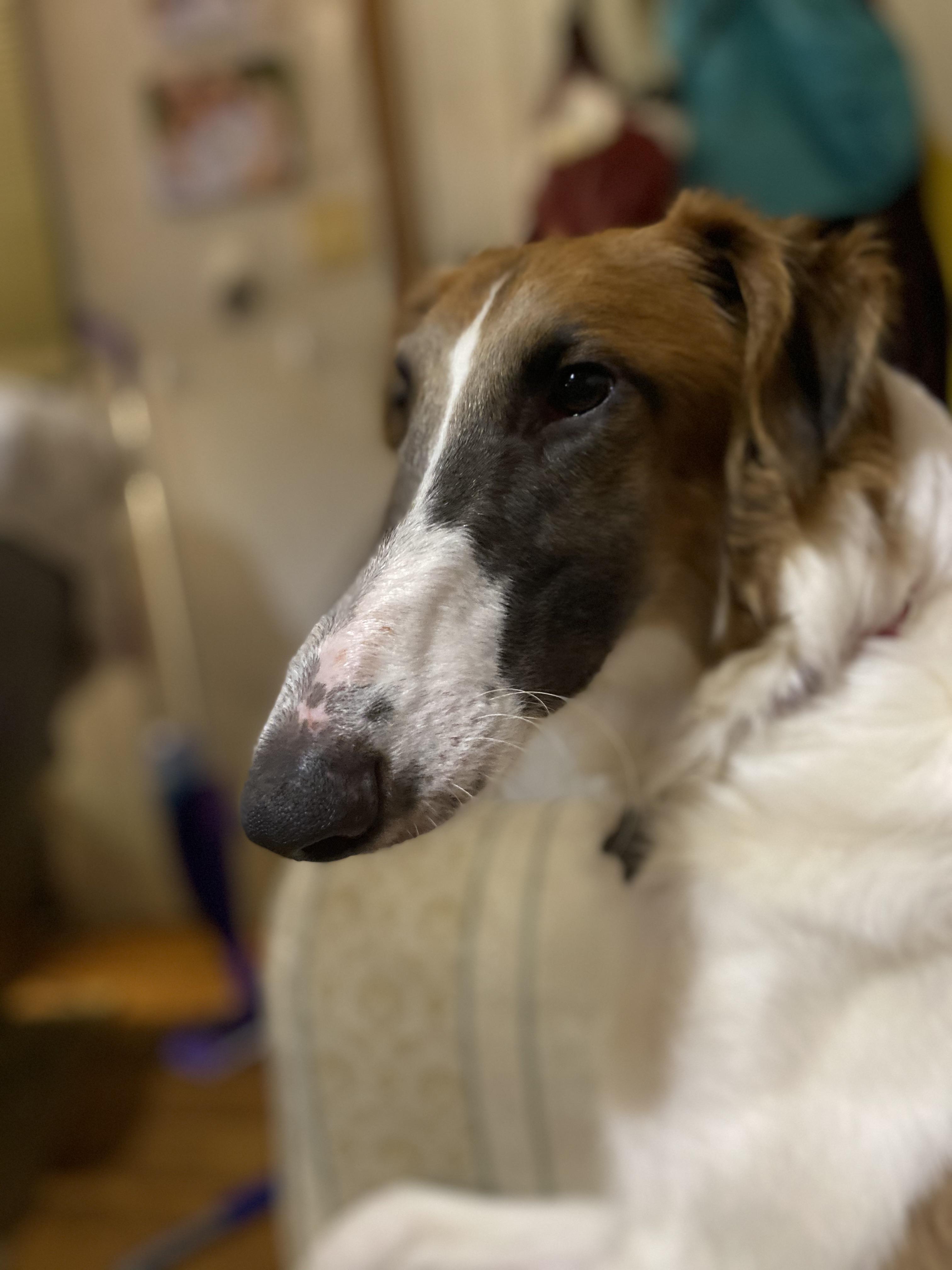 He’s such a handsome noodle ️ | Scrolller