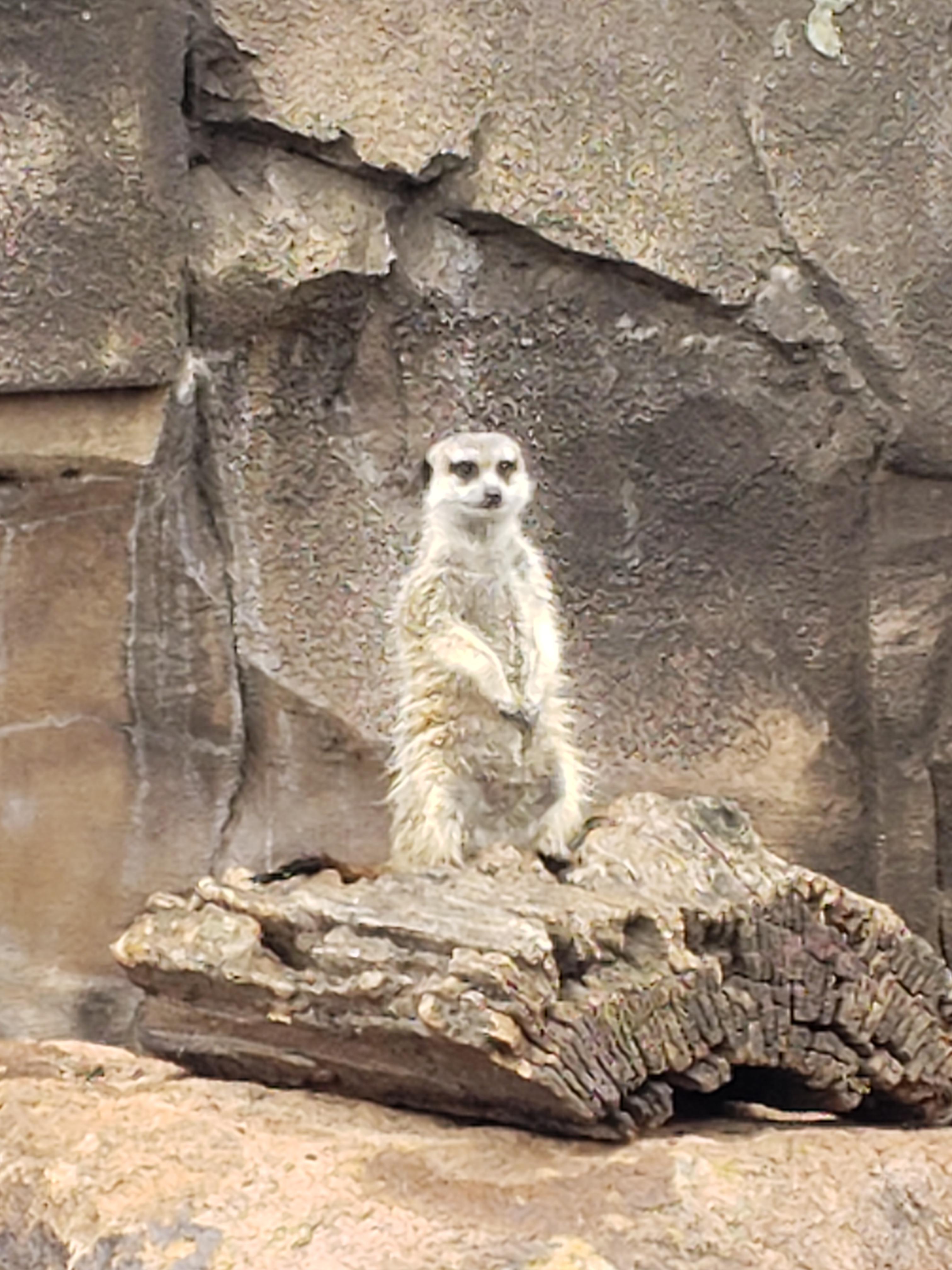 He vibin' | Scrolller