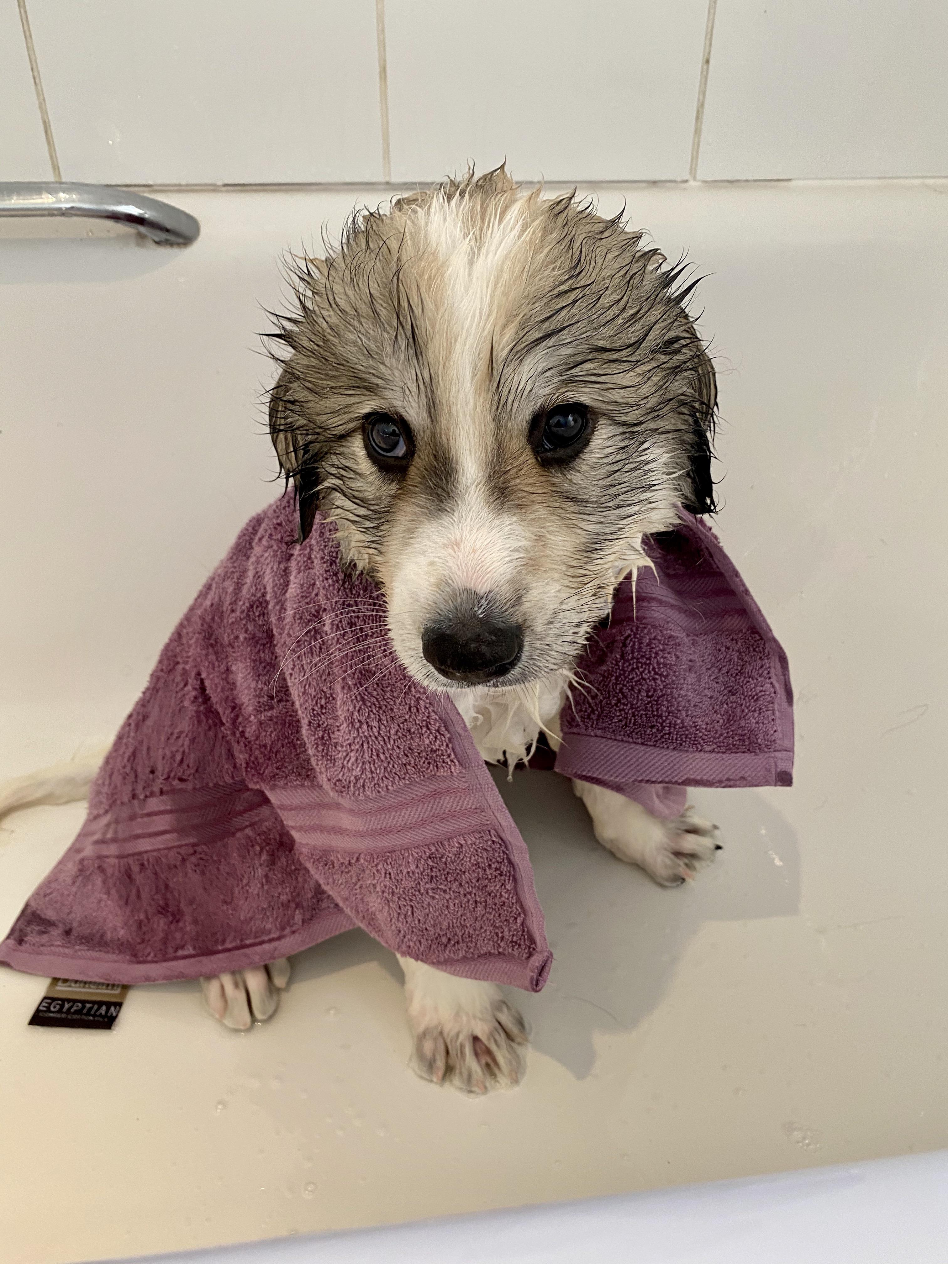 He wasn’t a huge fan of his first bath.. | Scrolller