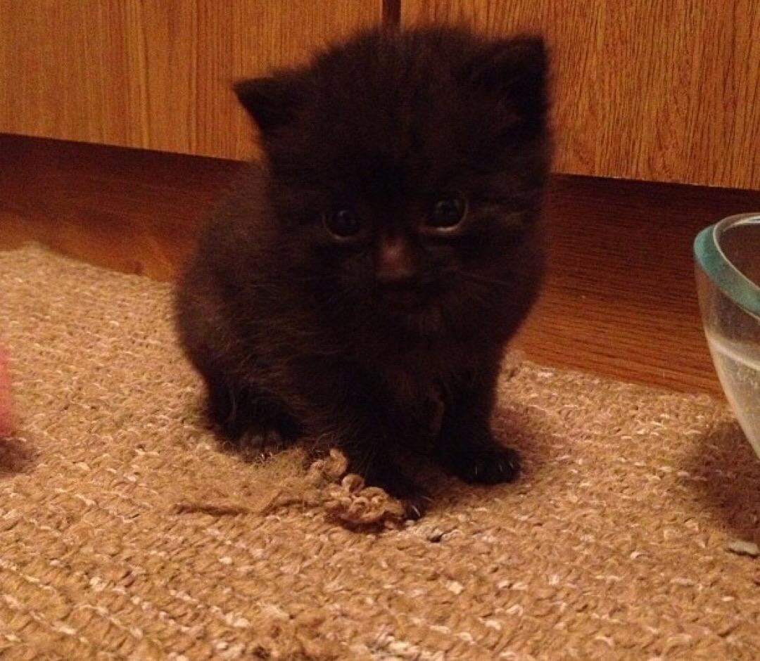 Heccin’ SMOL. | Scrolller