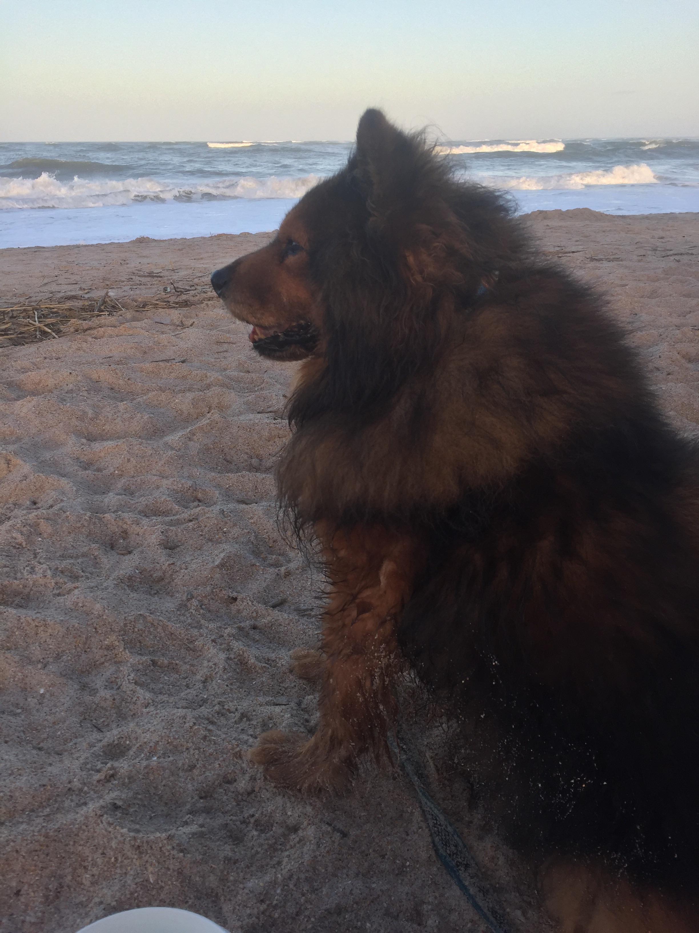 Hector the Chow-mix contemplating life. | Scrolller