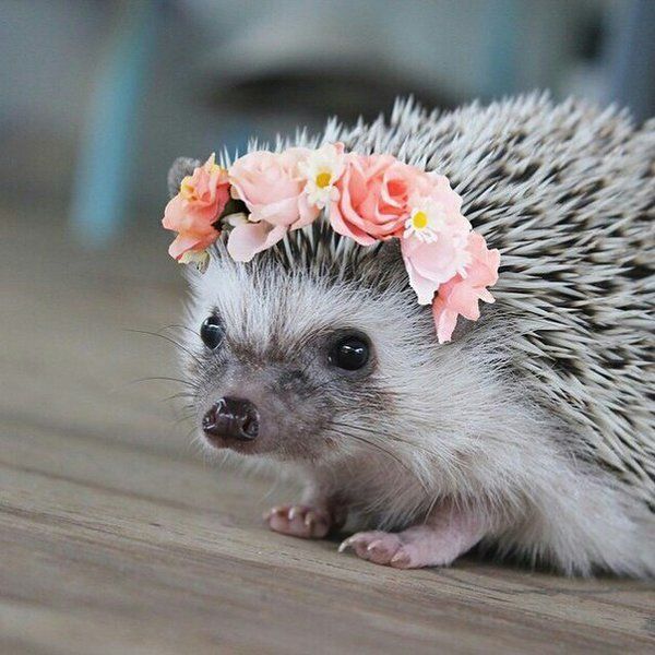 Hedgehog | Scrolller