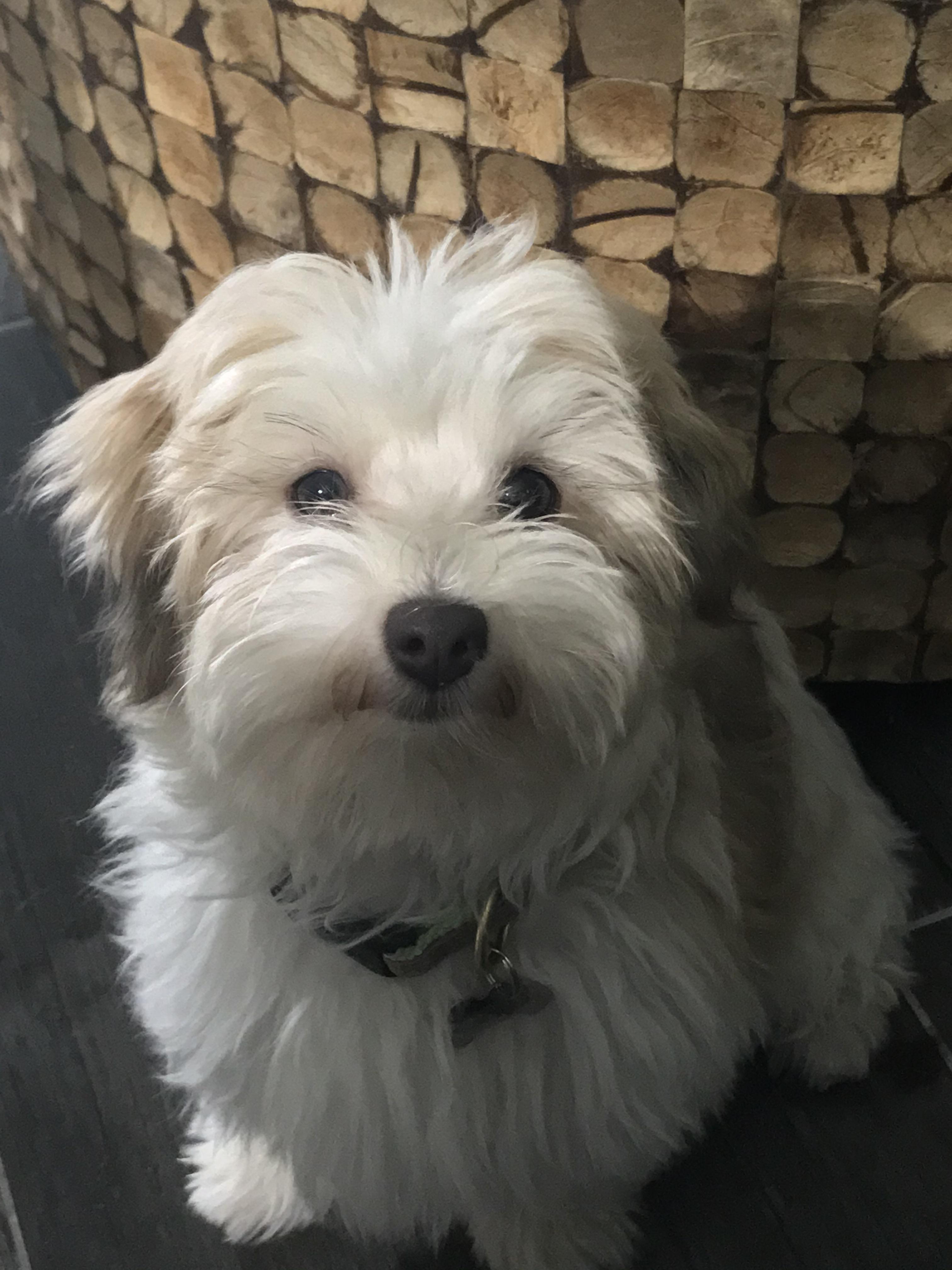 Heidi 17 weeks | Scrolller