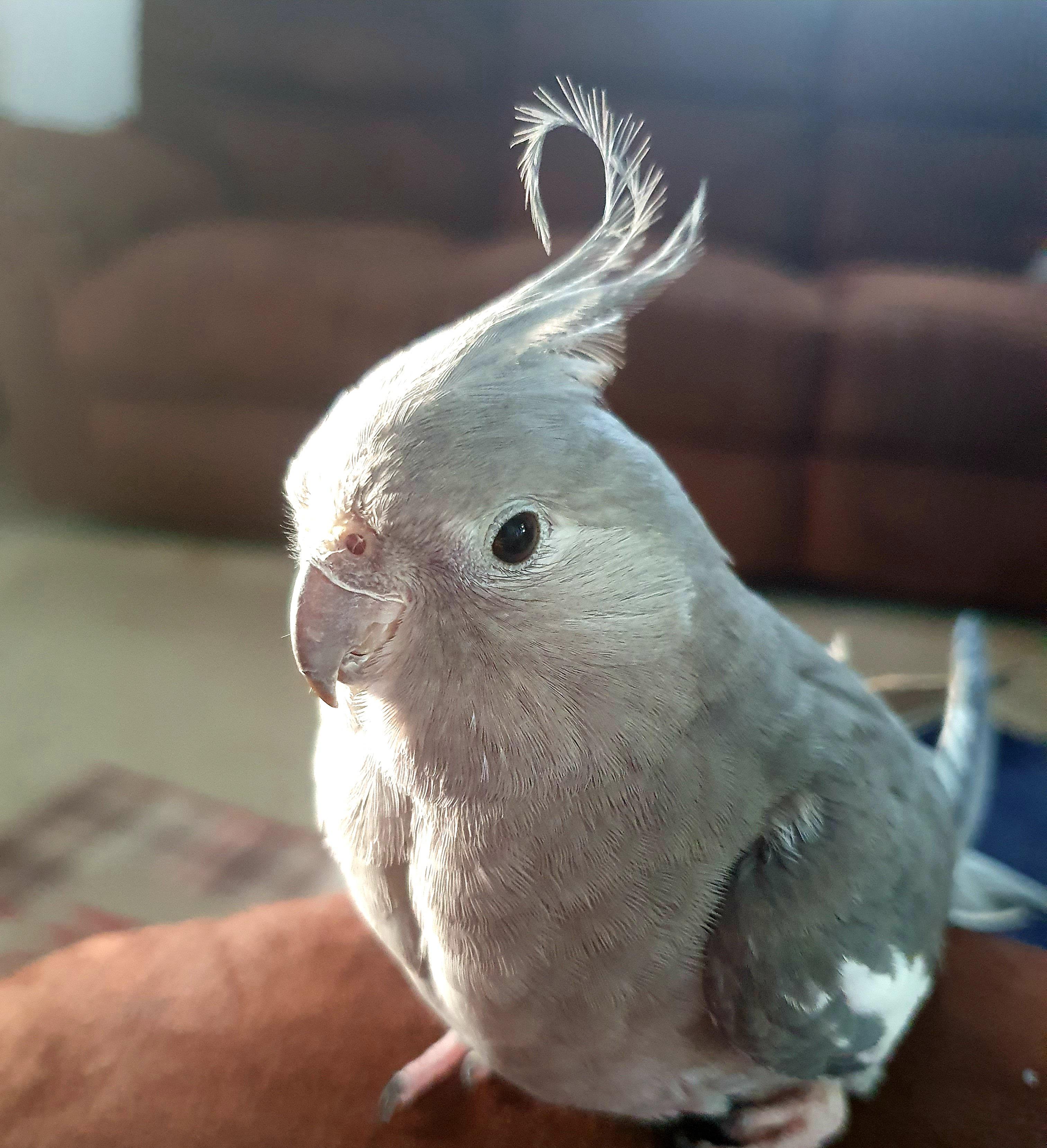 Hello, everyone! Meet Queso, she turns 4 today! | Scrolller