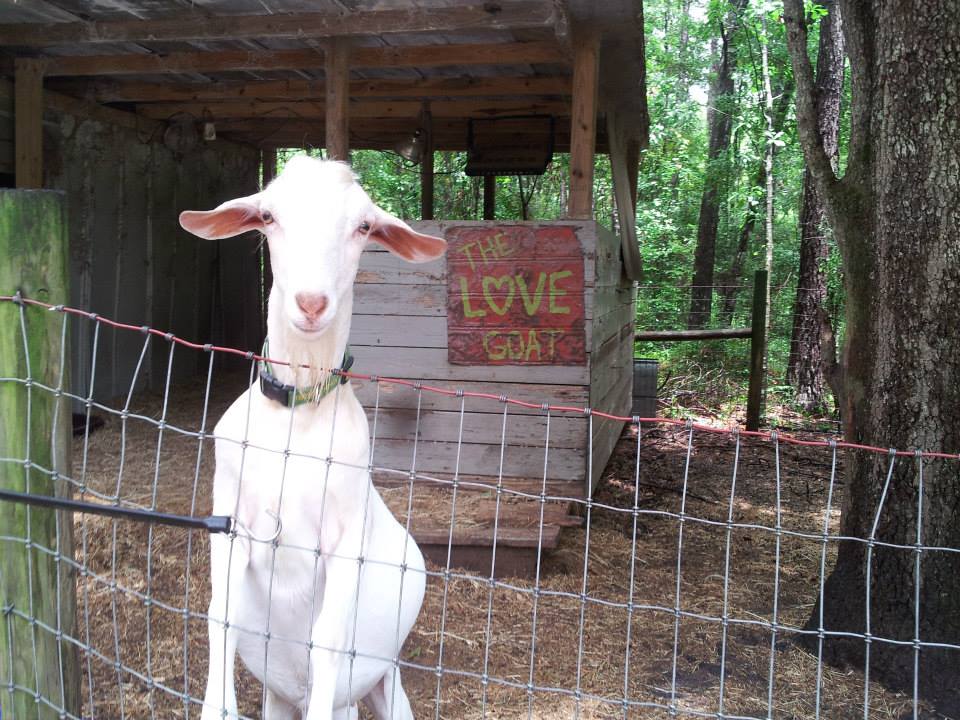 Hello Ladies Scrolller