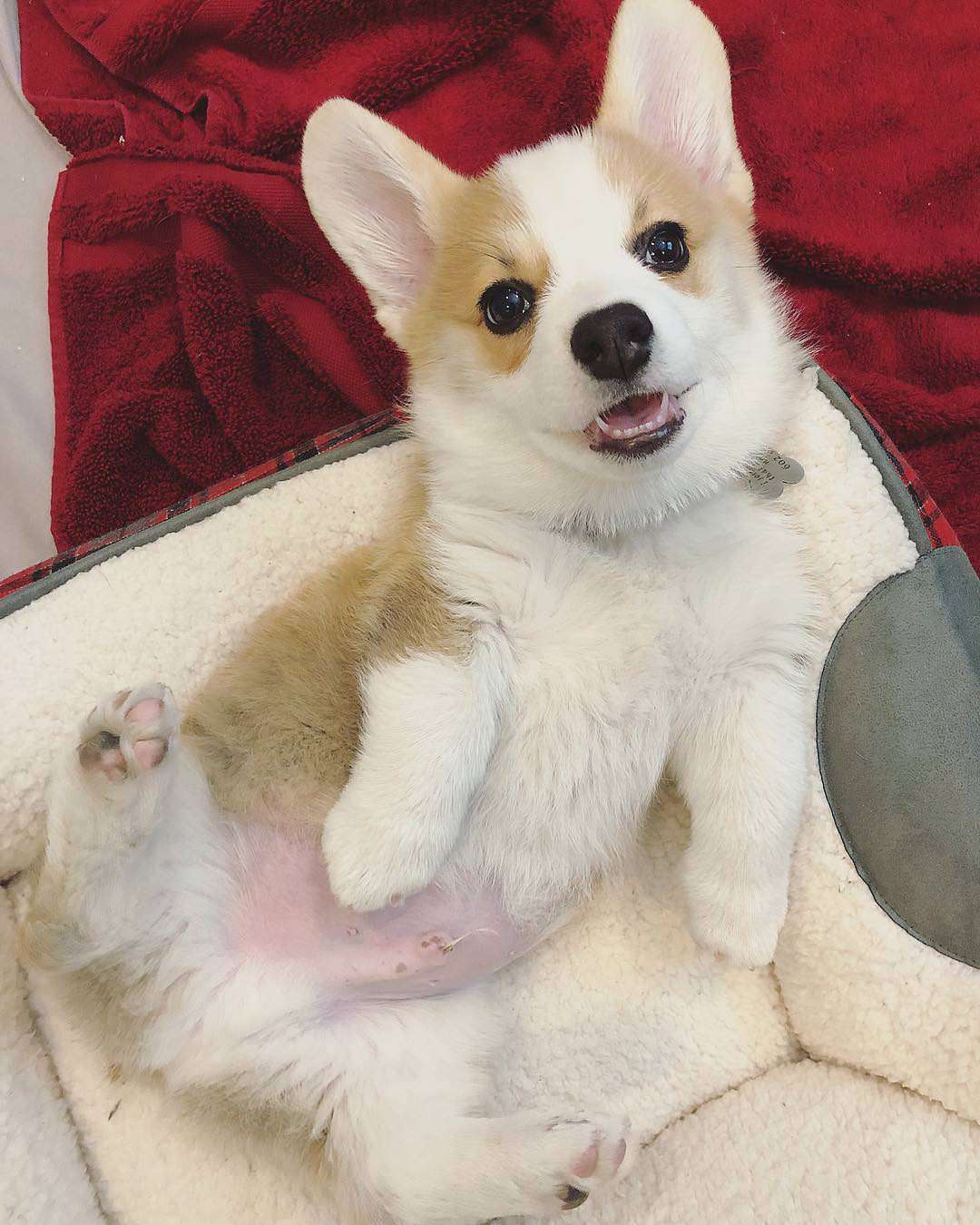 Hello yes good morning belly rubs please thank you | Scrolller