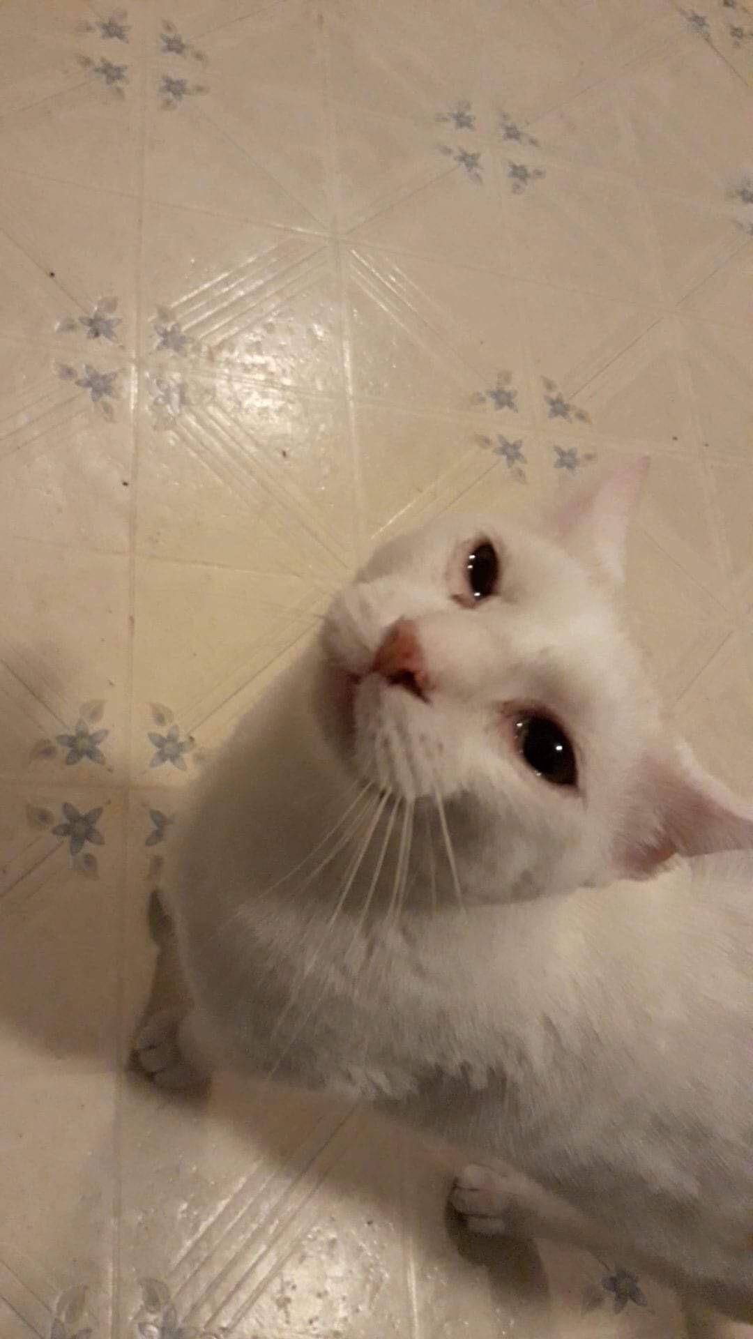 help him | Scrolller