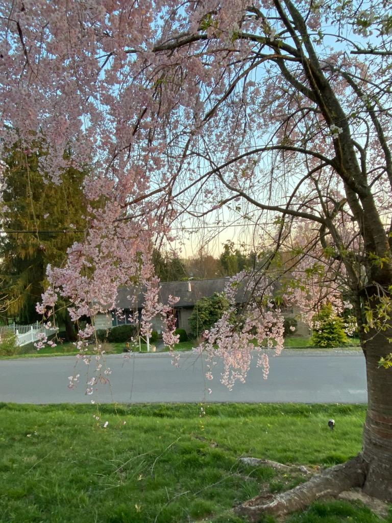 Help identify this tree (V2) I realised my first photo might not be that helpful for identifying ...