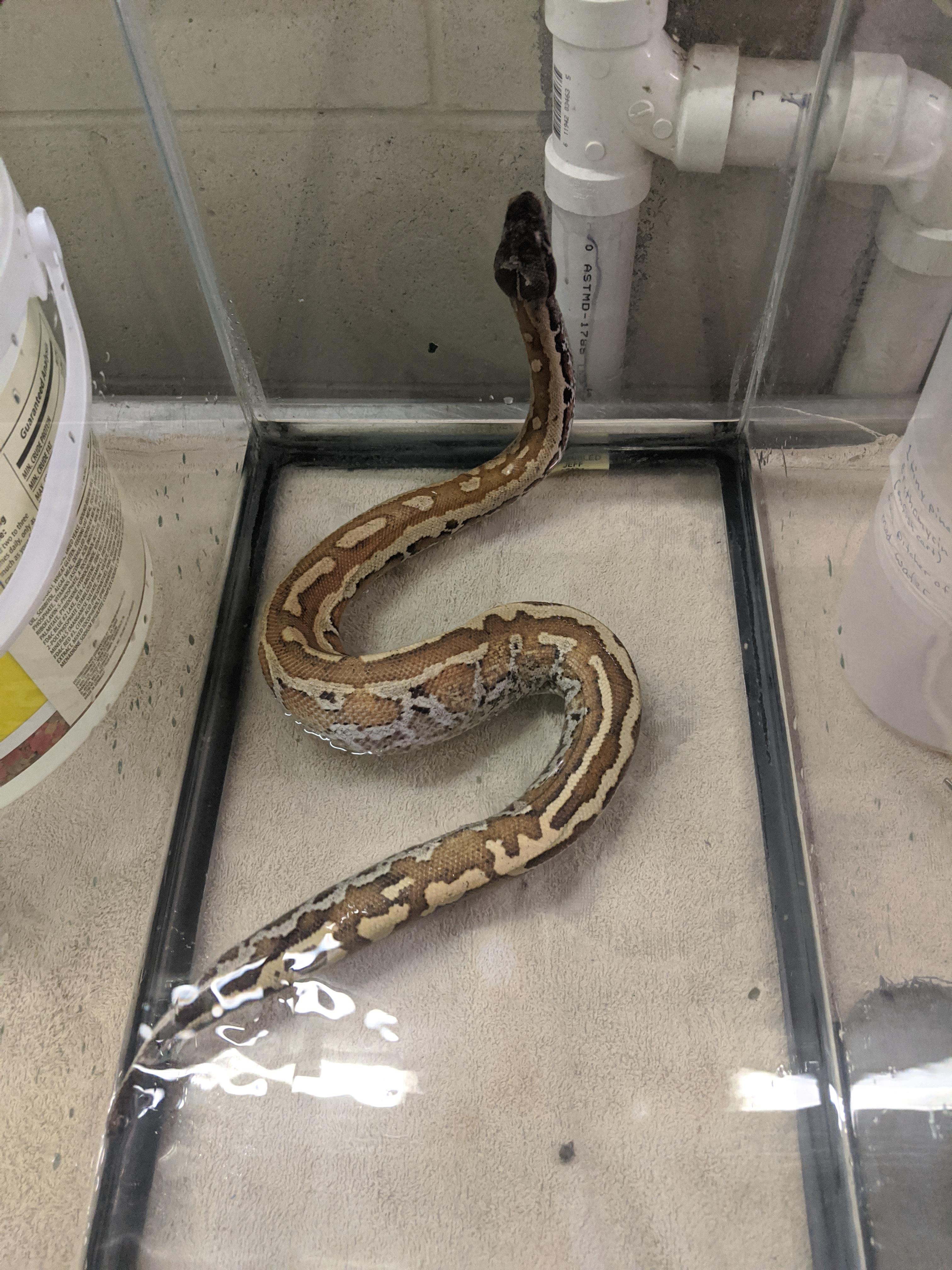 Help identifying species of surrendered snake? | Scrolller