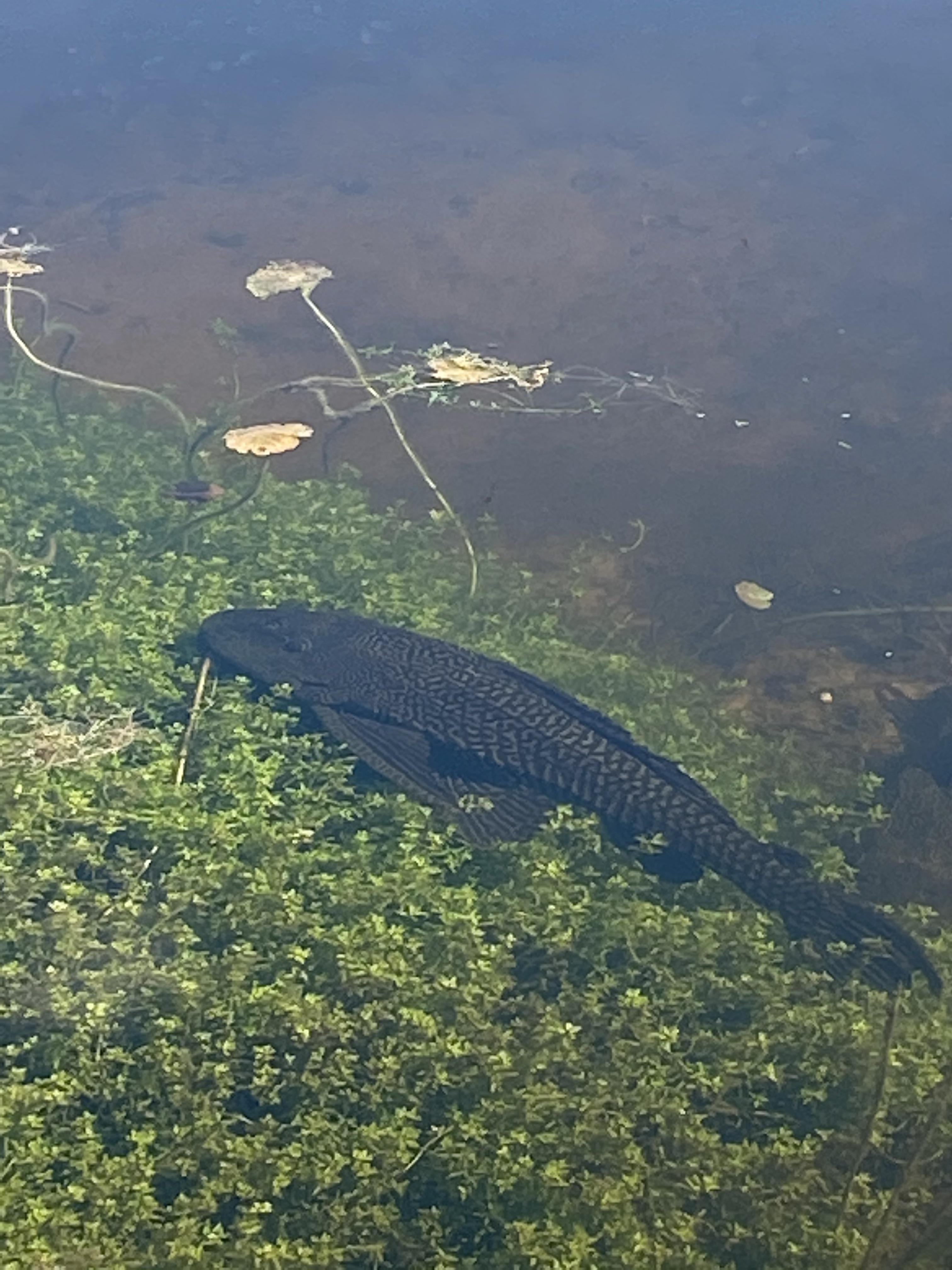 Help identifying this fish? | Scrolller