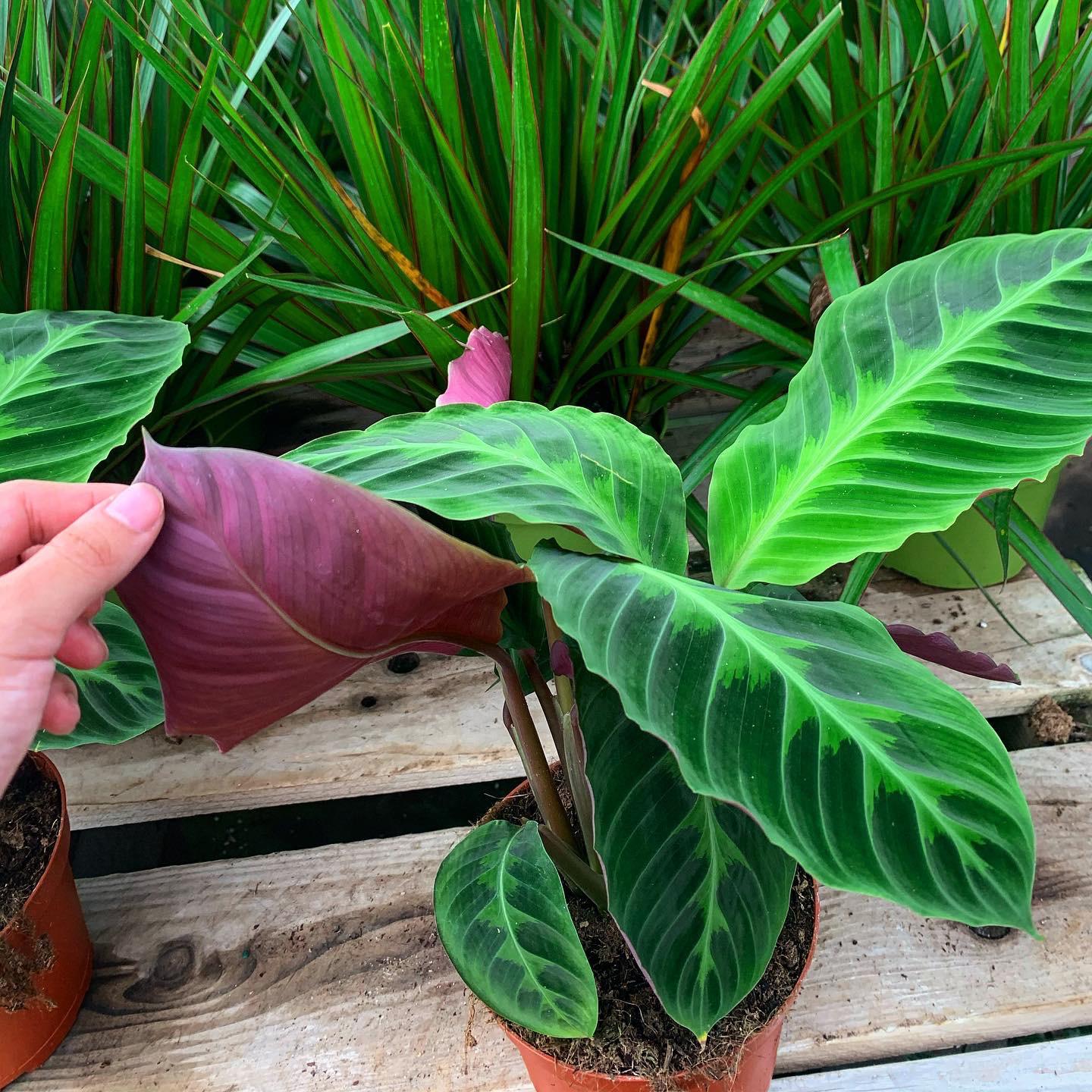 Help identifying this plant ? | Scrolller