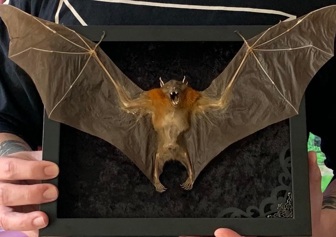 Help IDing this bat | Scrolller