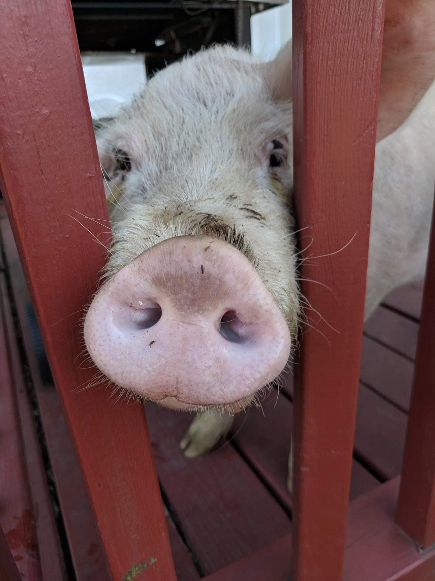 Help, I'm stuck on the deck. | Scrolller