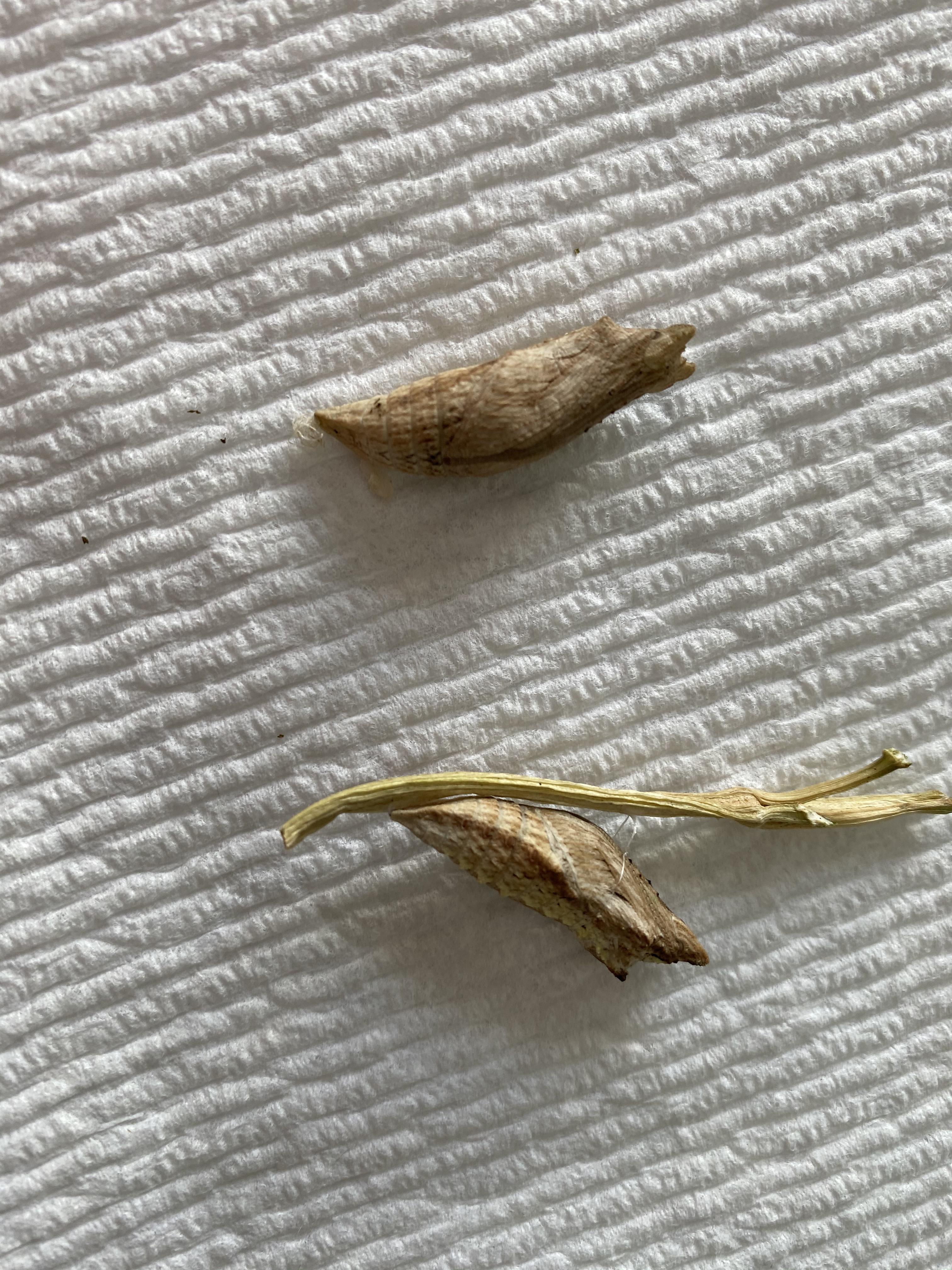 HELP! Is this BST chrysalis infected? | Scrolller