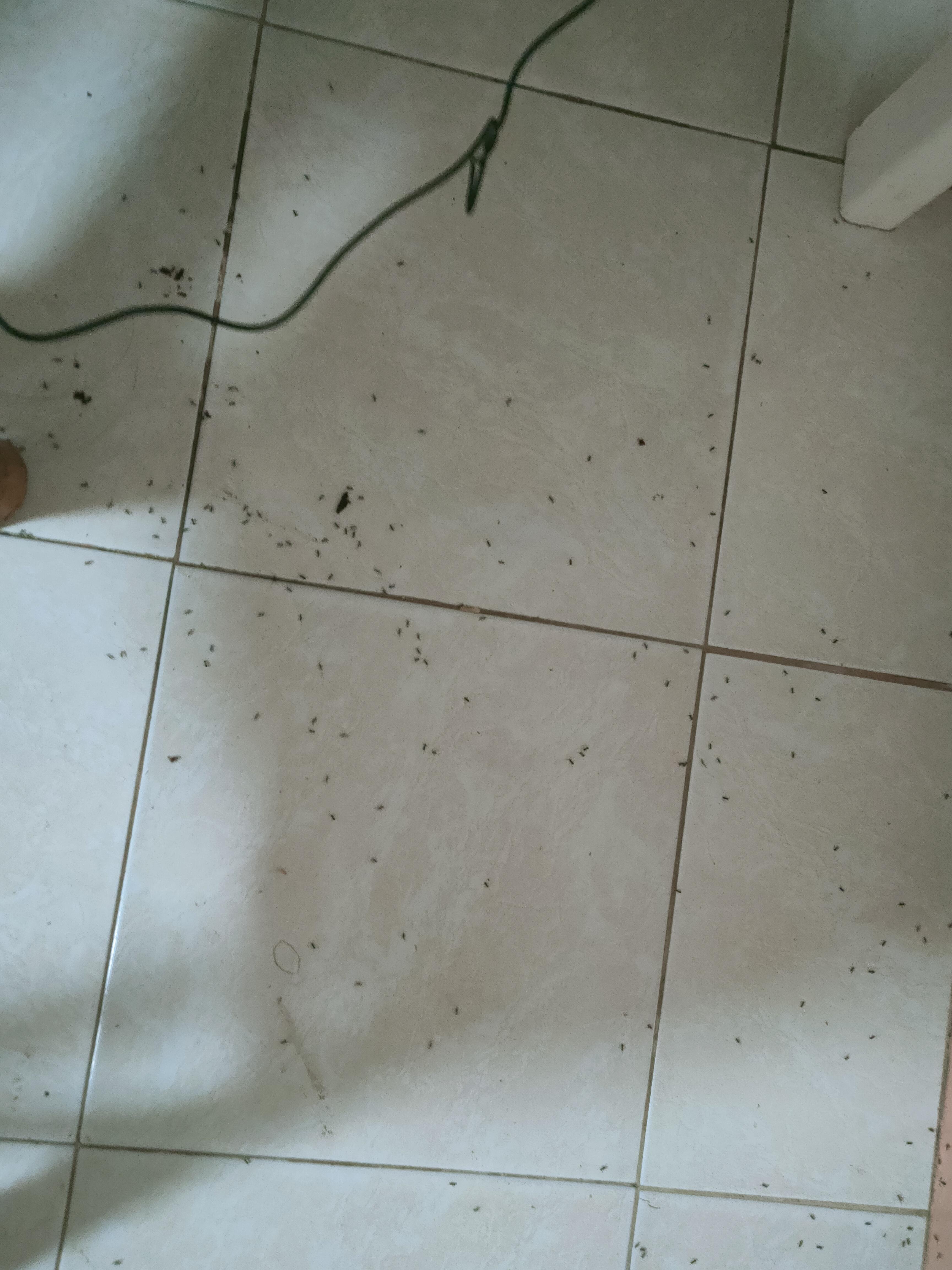 Help ive been captured by ants | Scrolller