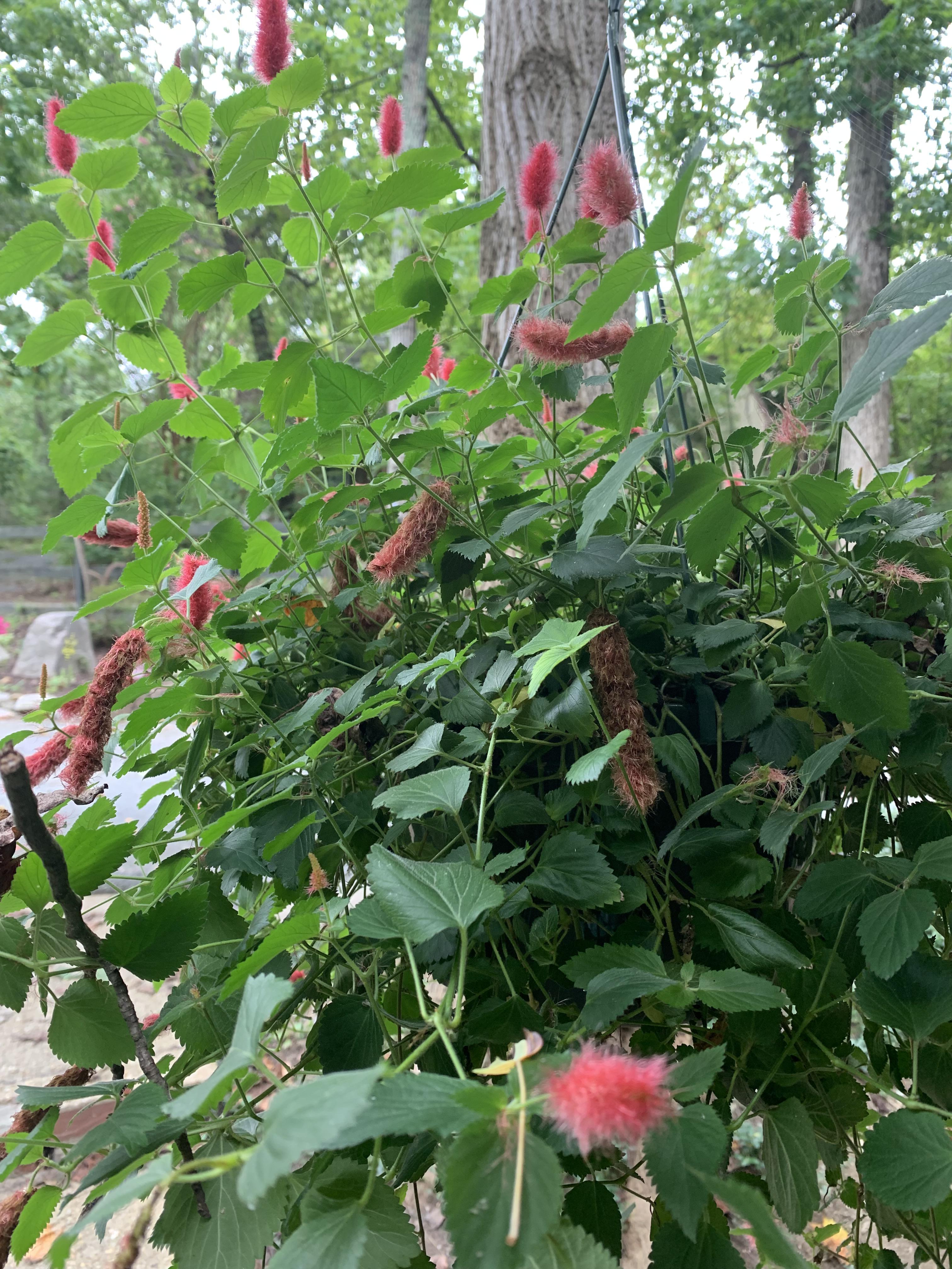 Help me find what this plant is called! | Scrolller