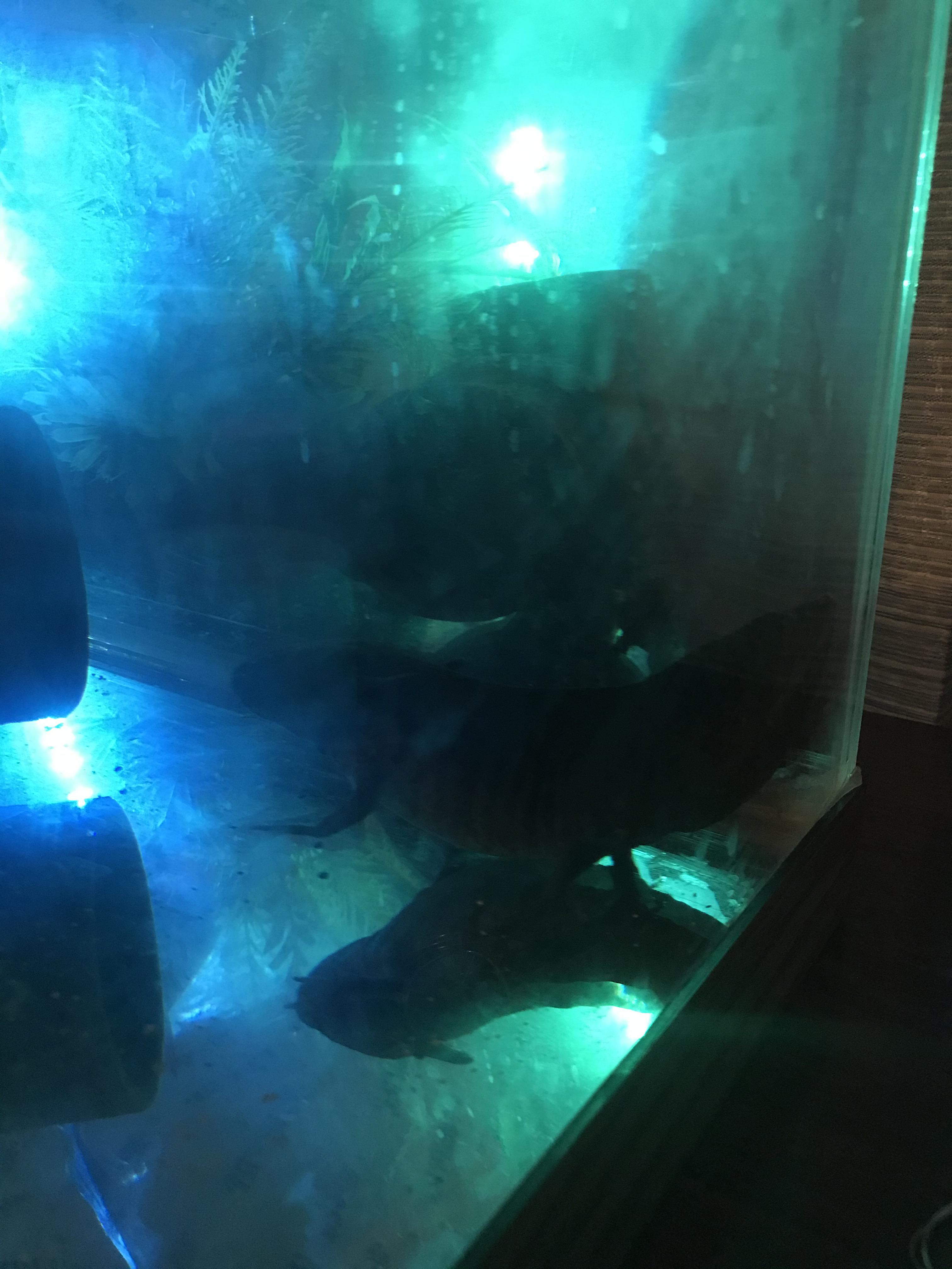 Help! My baby Bert has just been sitting like this for a couple hours ...