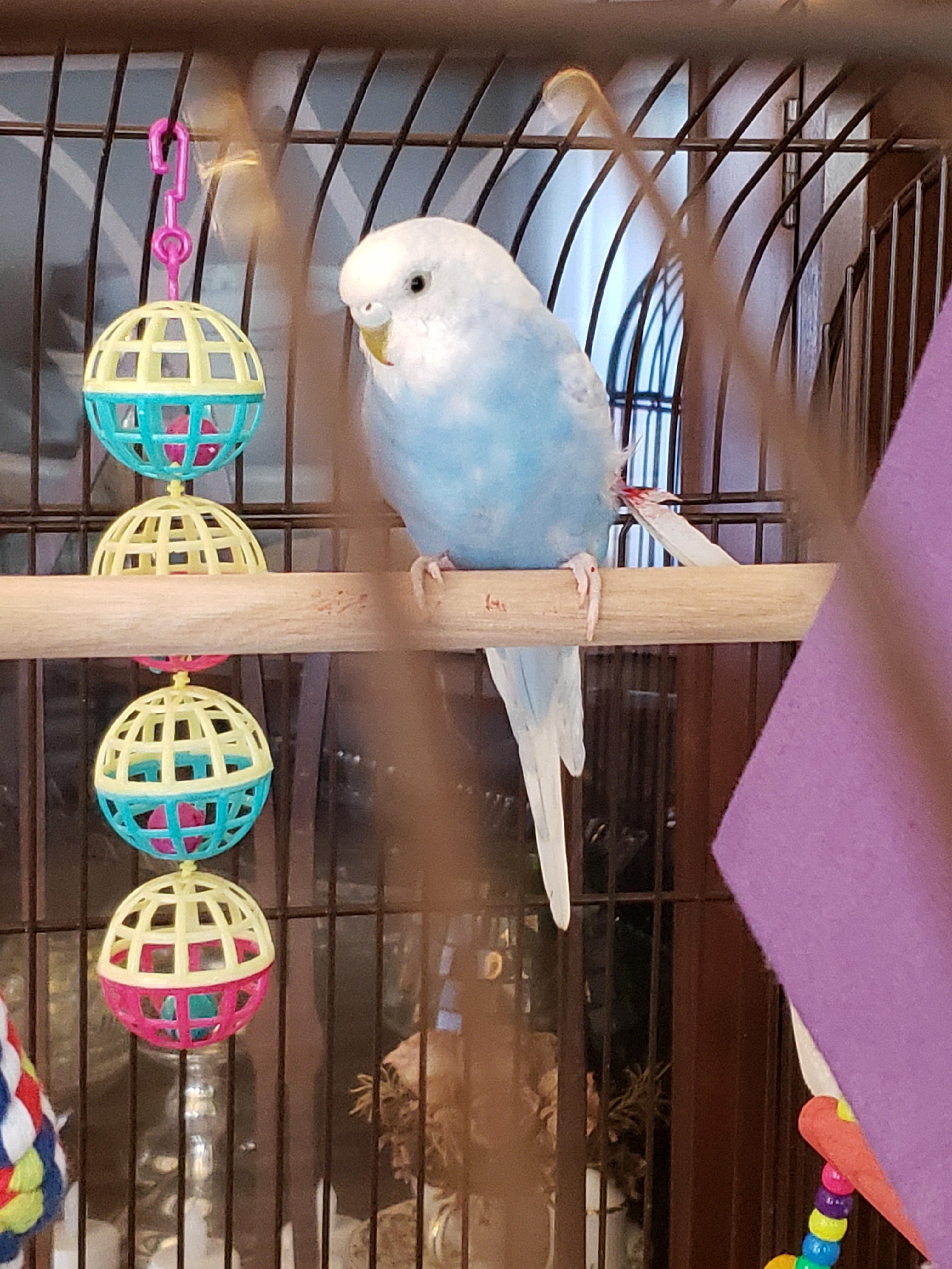 Help my budgie is bleeding | Scrolller