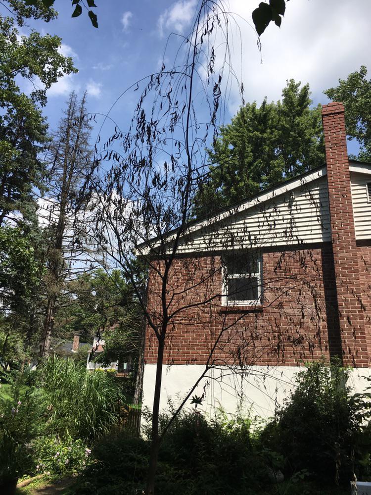 Help with a weeping willow losing its foliage. | Scrolller