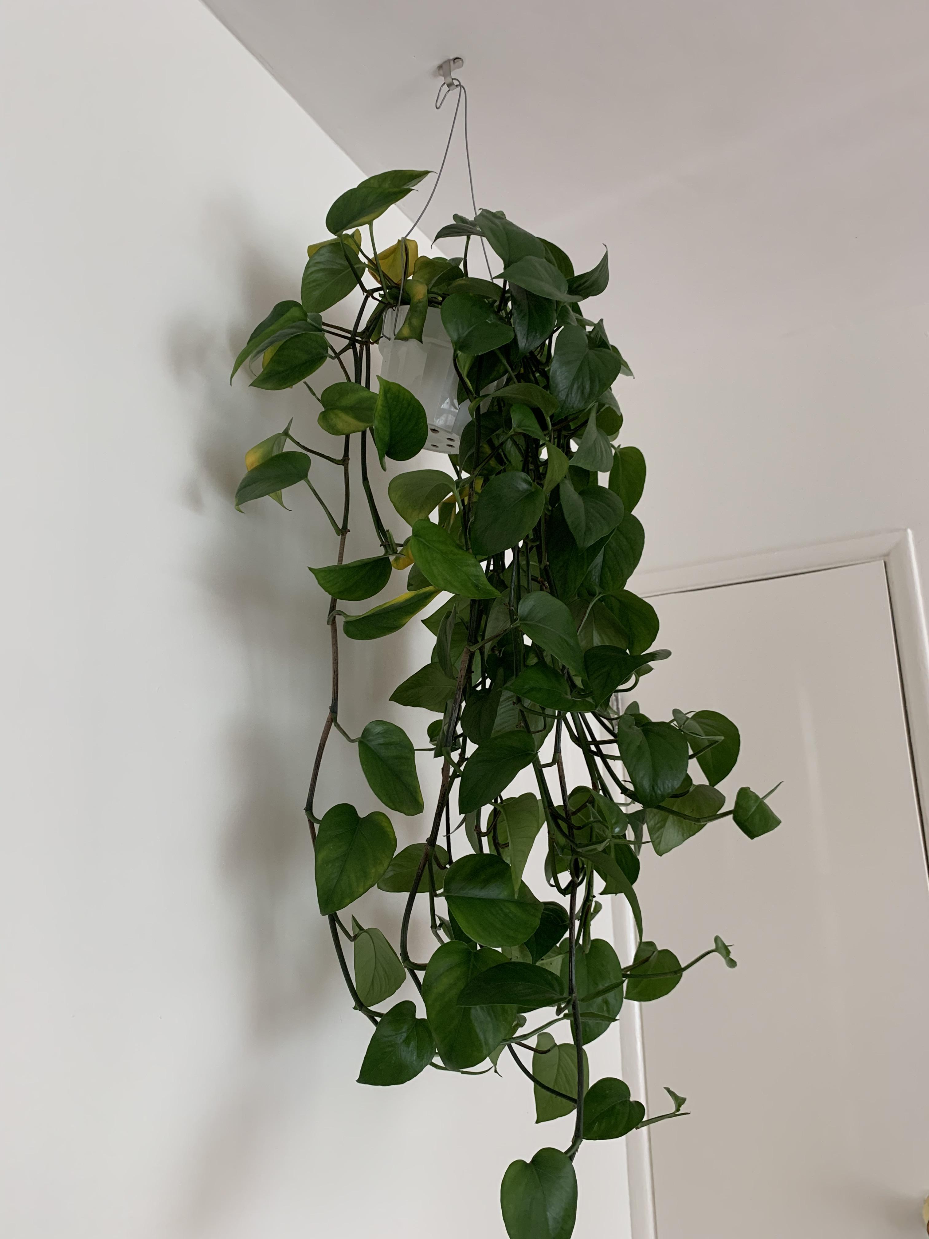 Help! Yellowing Pothos | Scrolller