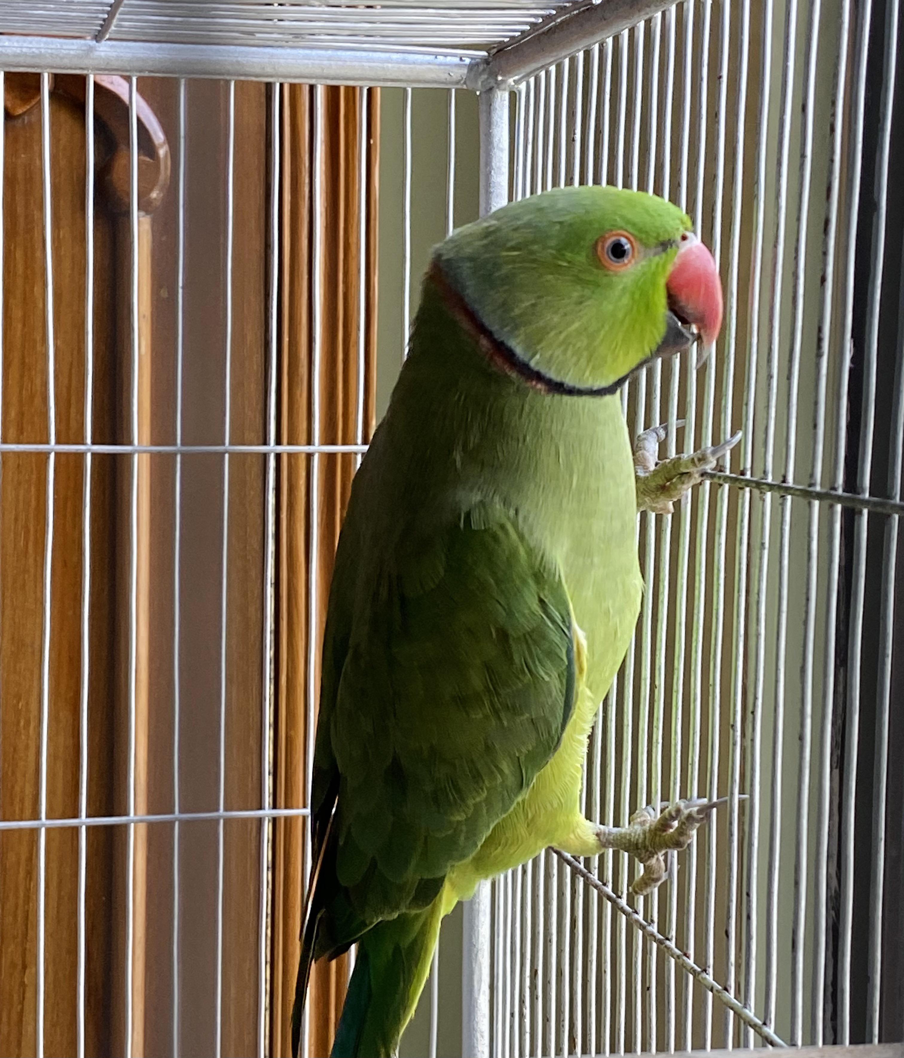 Henlo everyone.How’re u all💚 | Scrolller