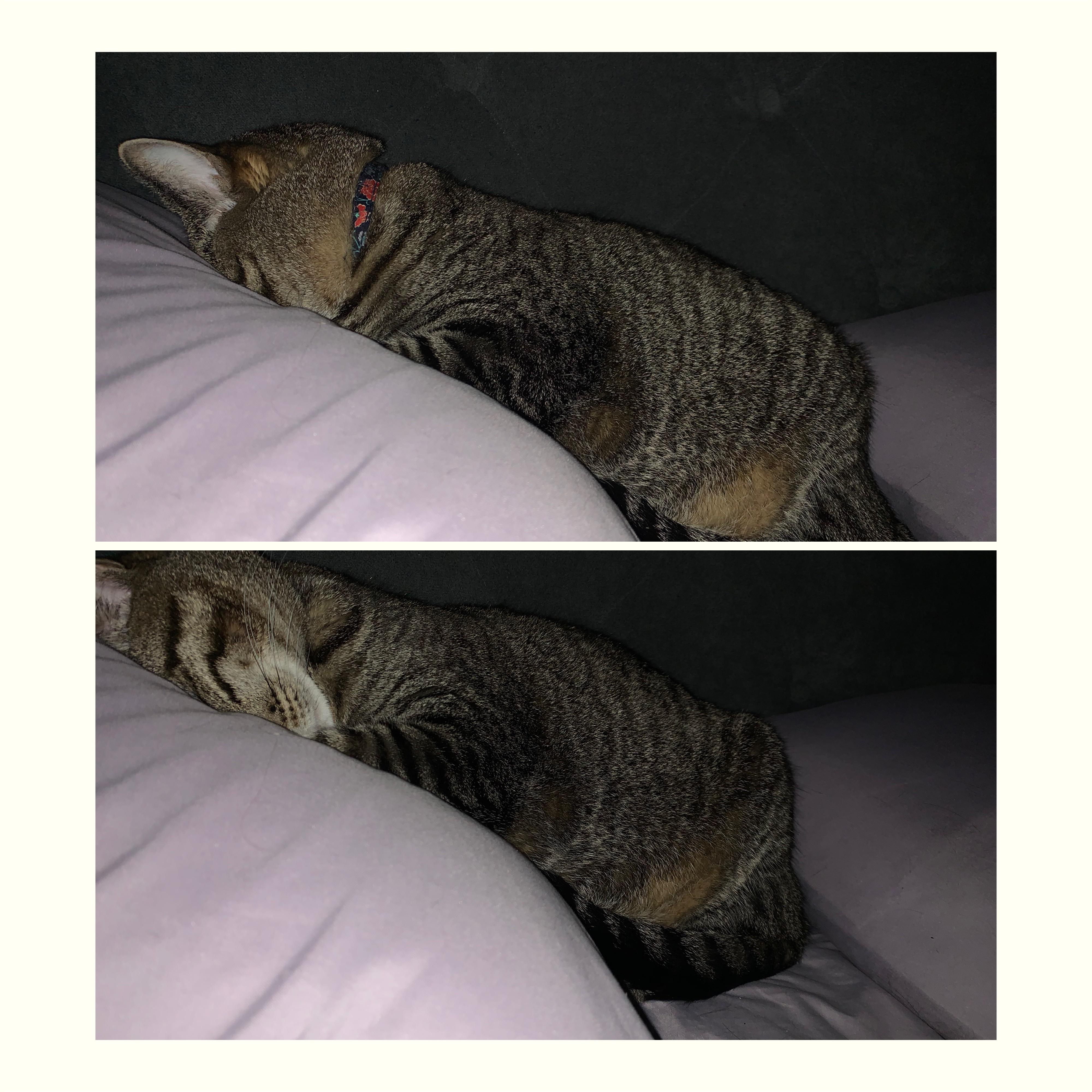 Her derpy self was struggling to breath so I fixed it for her | Scrolller