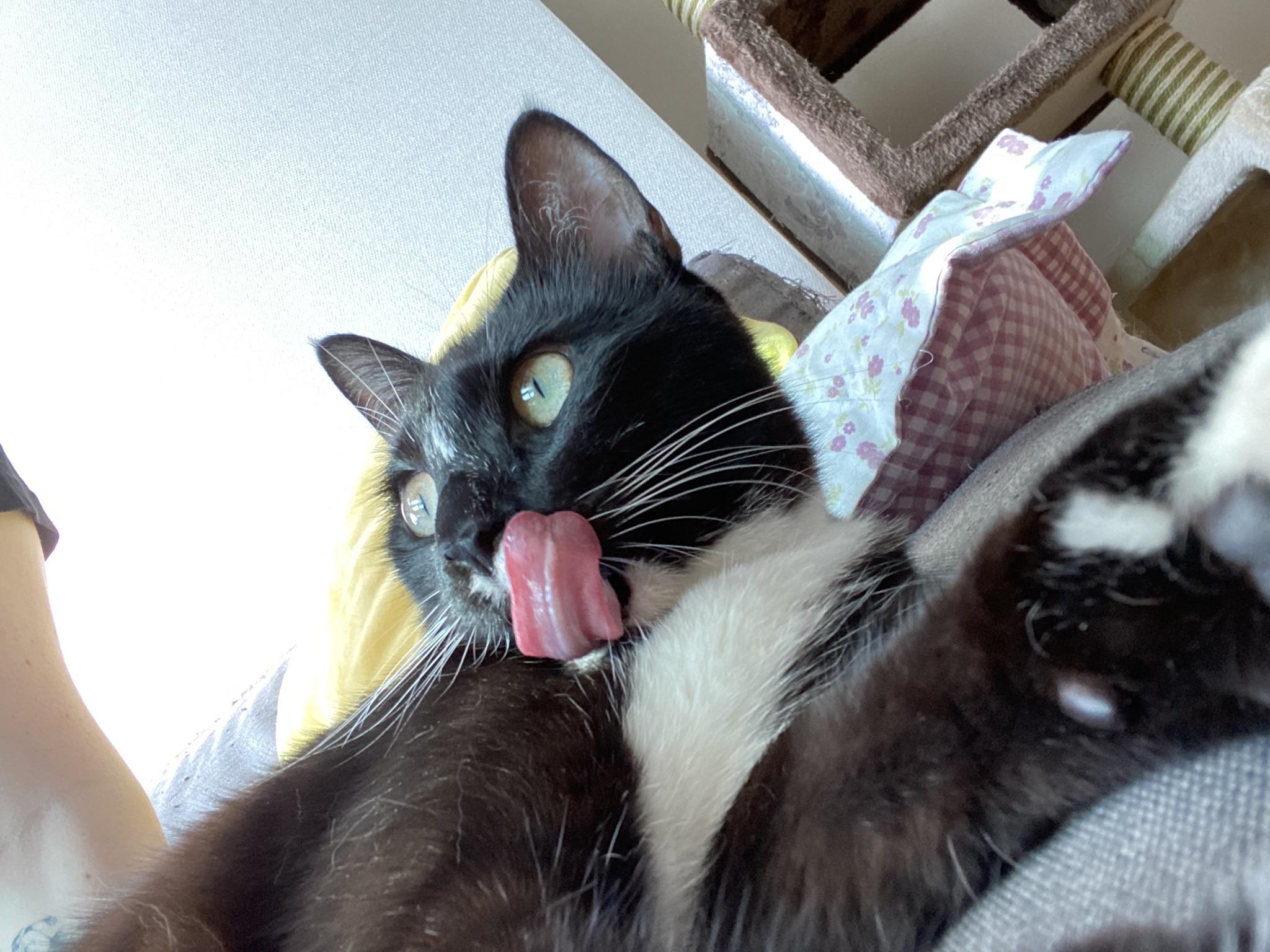 Her most impressive mlem caught on camera so far! | Scrolller