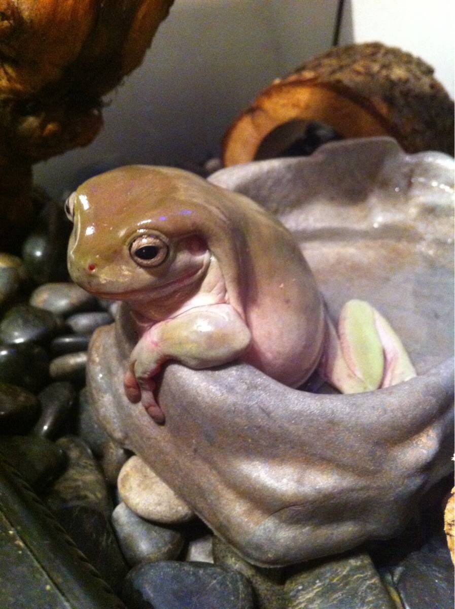 Her name is Chubby Frog | Scrolller