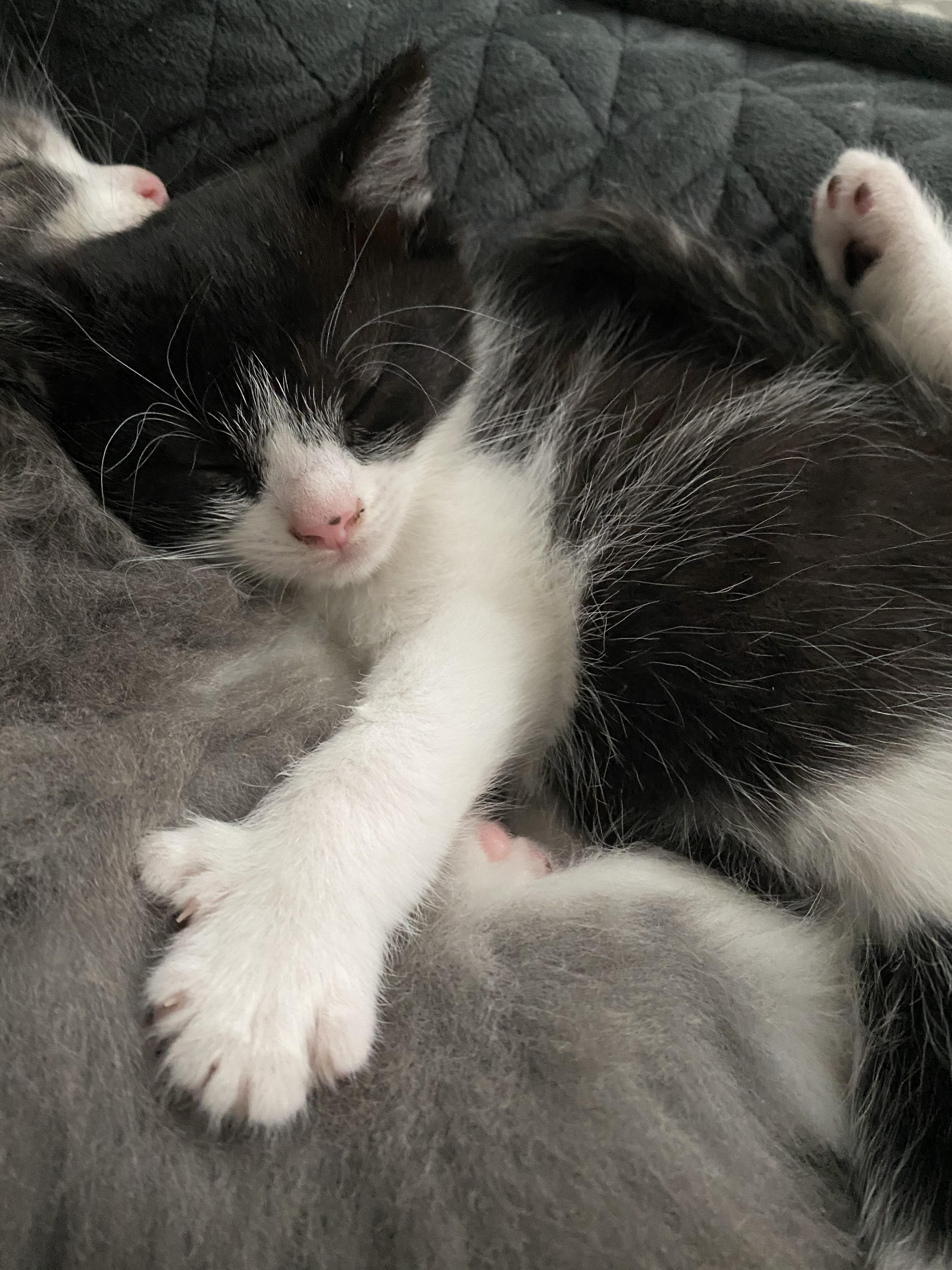 Her name is Polly Pocket | Scrolller