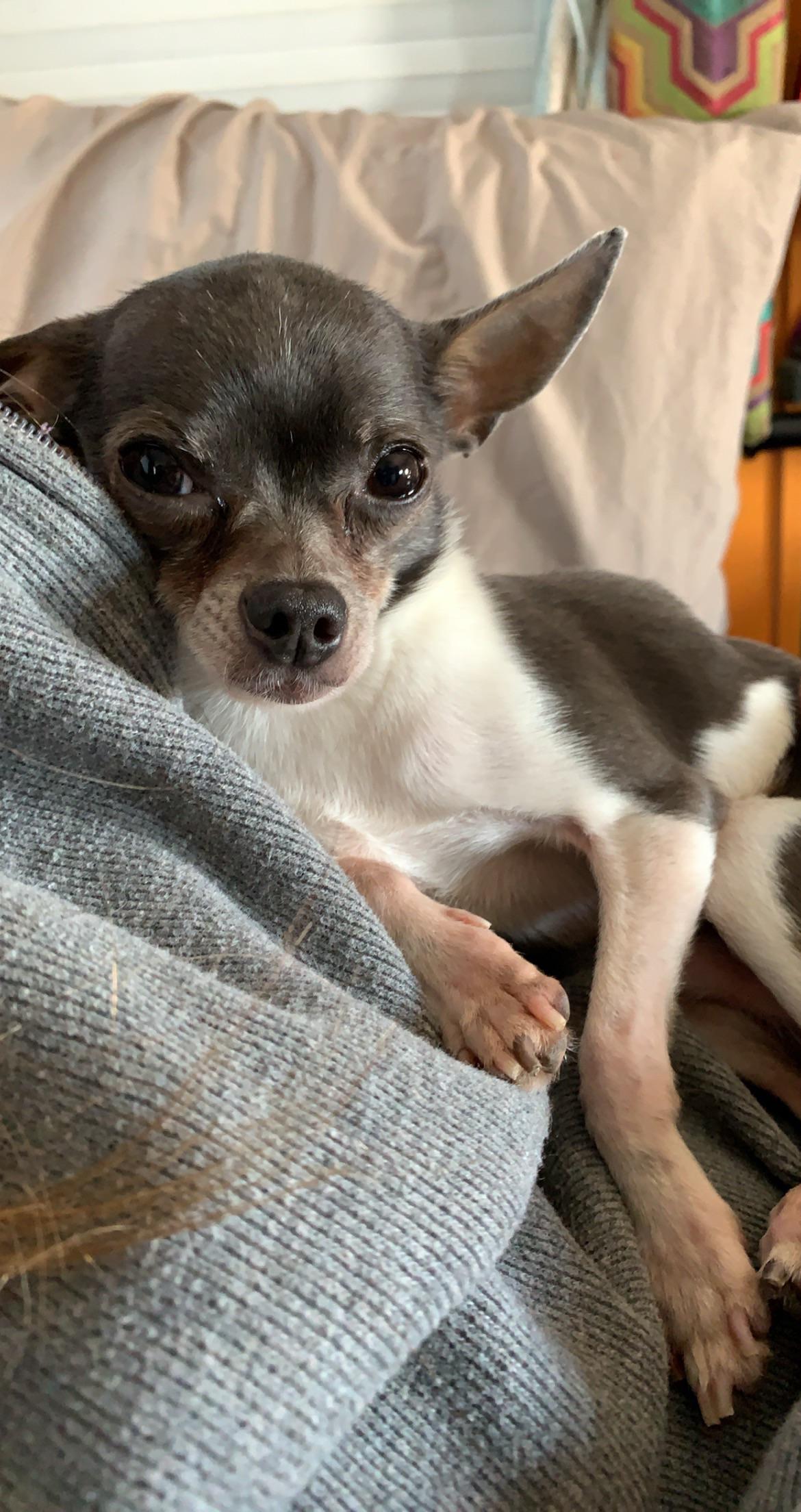 Hercules trying to get pets | Scrolller