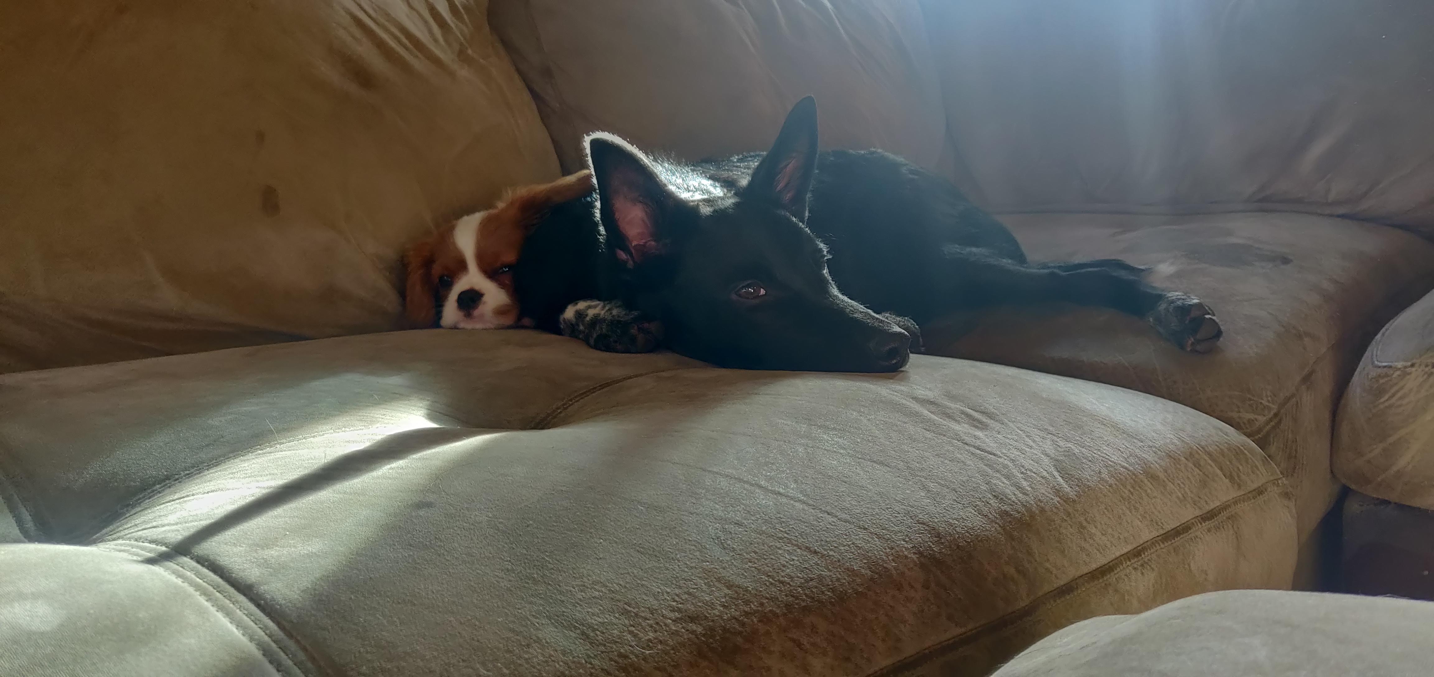 Here are my dogs snuggling on the couch. | Scrolller