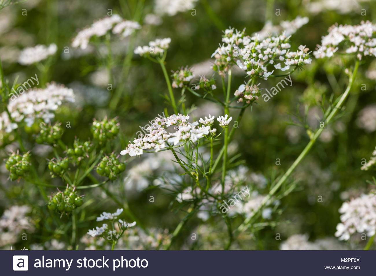 Here are some beautiful Anis flowers | Scrolller