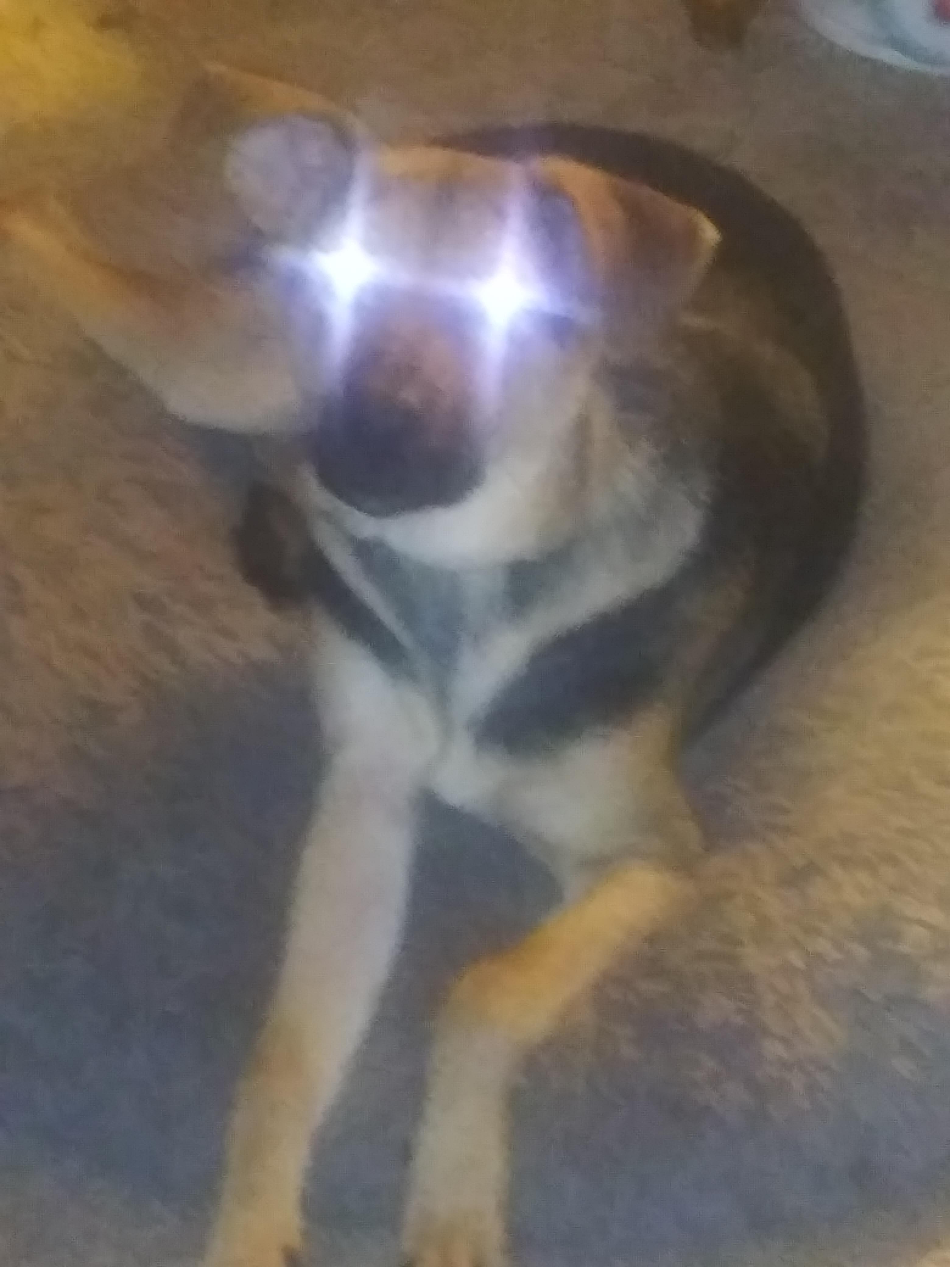 Here is doggo. | Scrolller