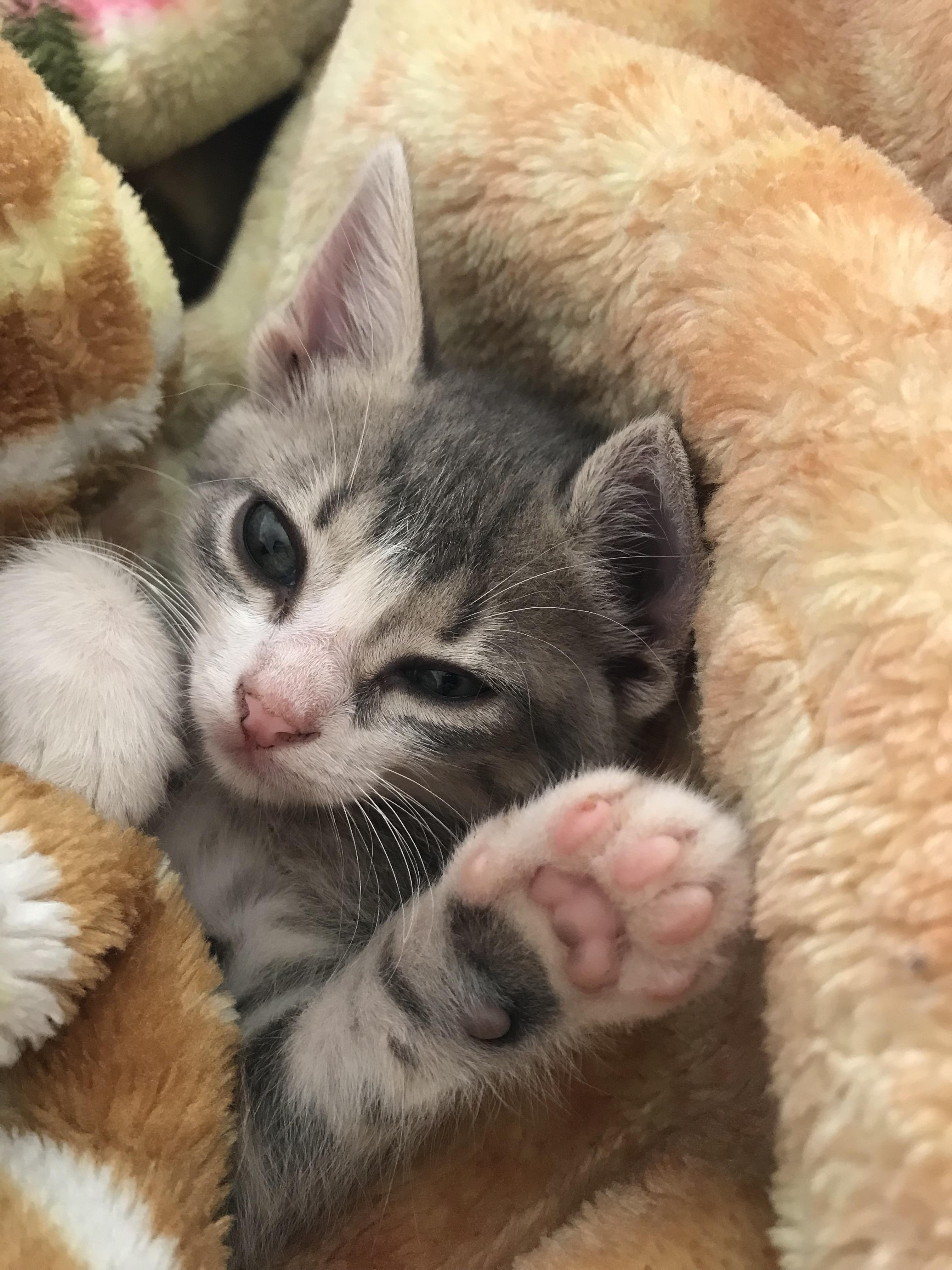 Here is my foster kittens toebeans | Scrolller