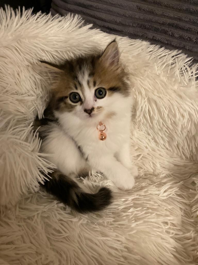 Here is my friend’s impossibly cute kitten on my cake day | Scrolller