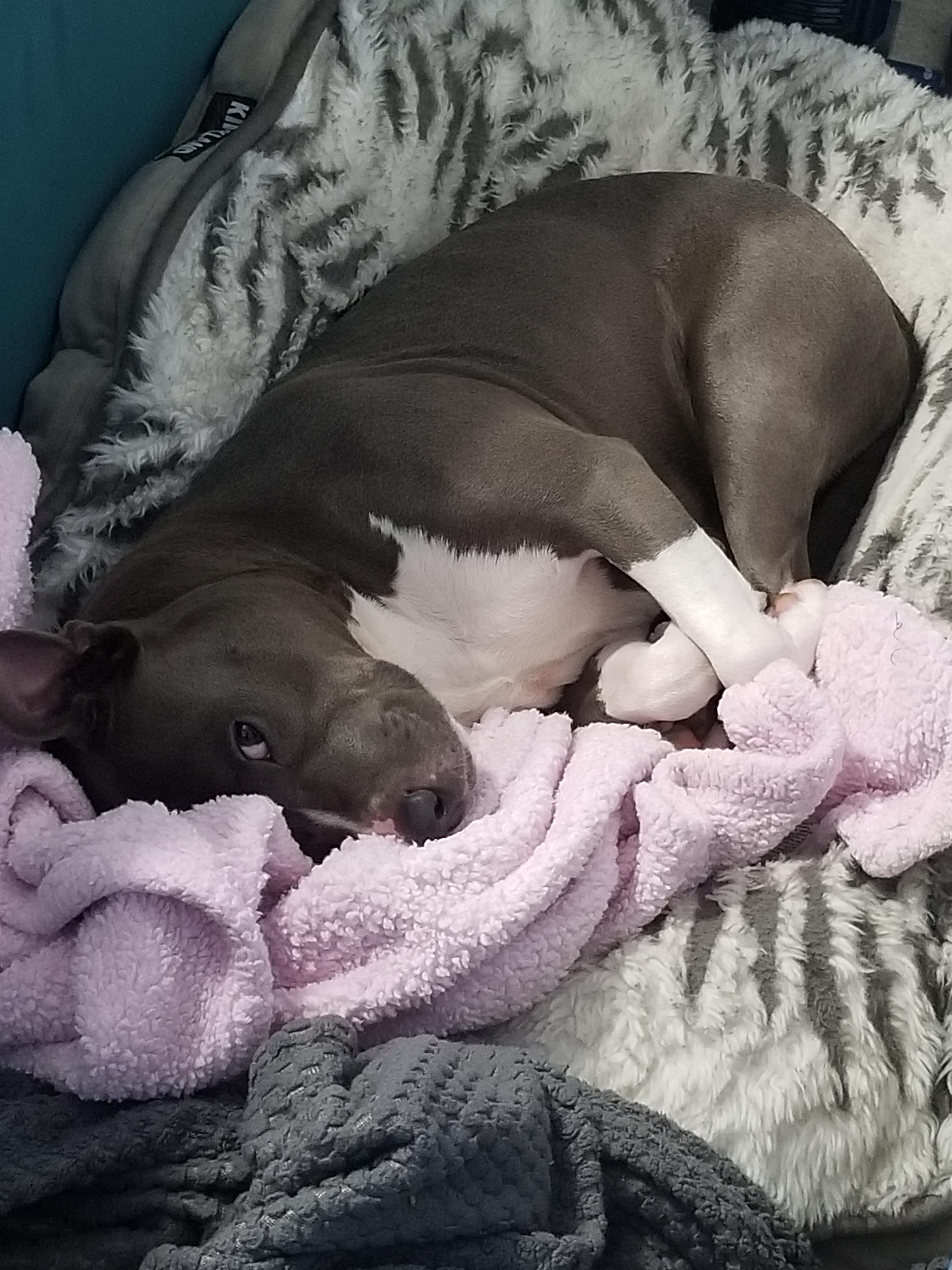 Here is my lovely pitbull girl. | Scrolller